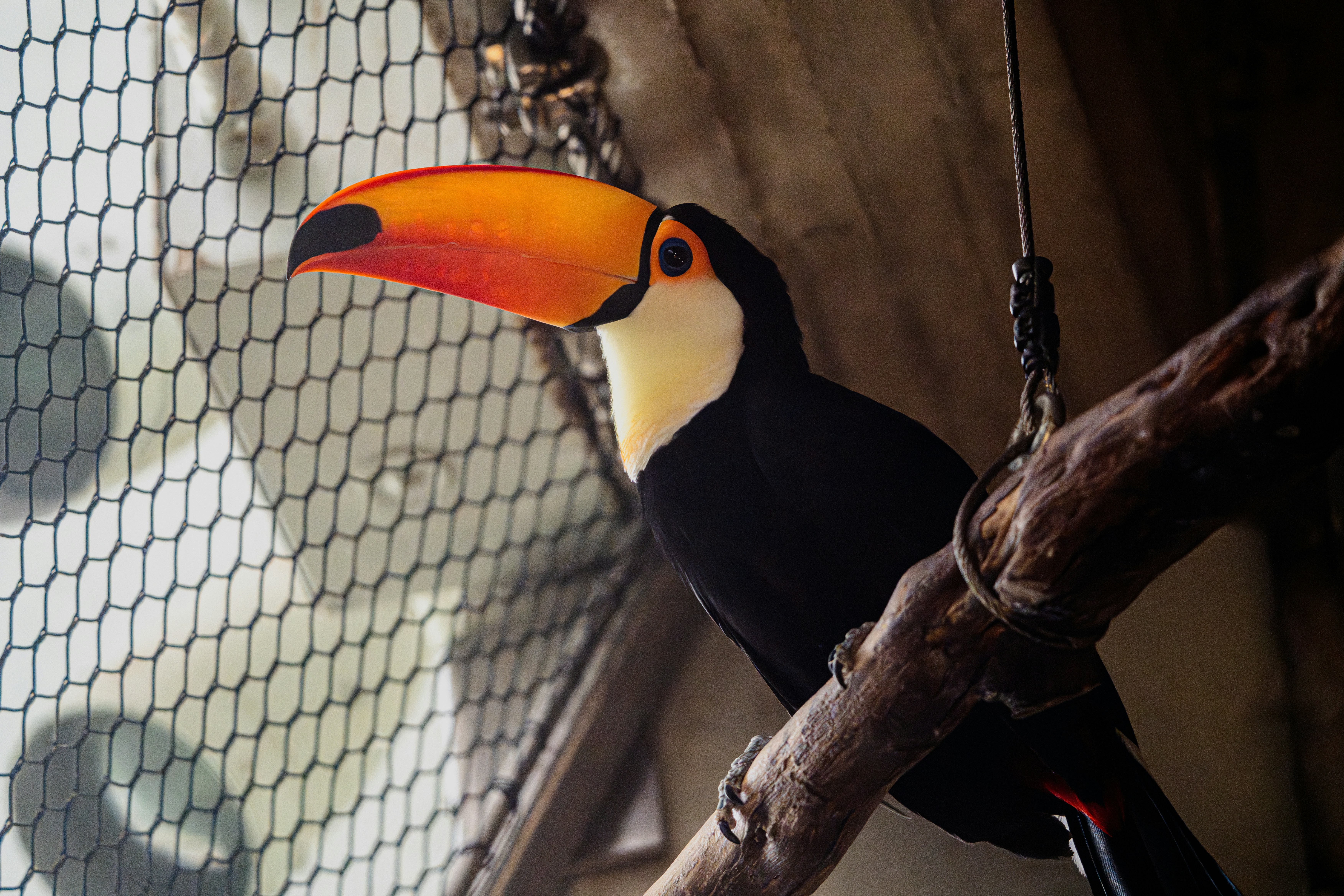 Vivid Beak and Perched Silence: A Toucan's Gaze