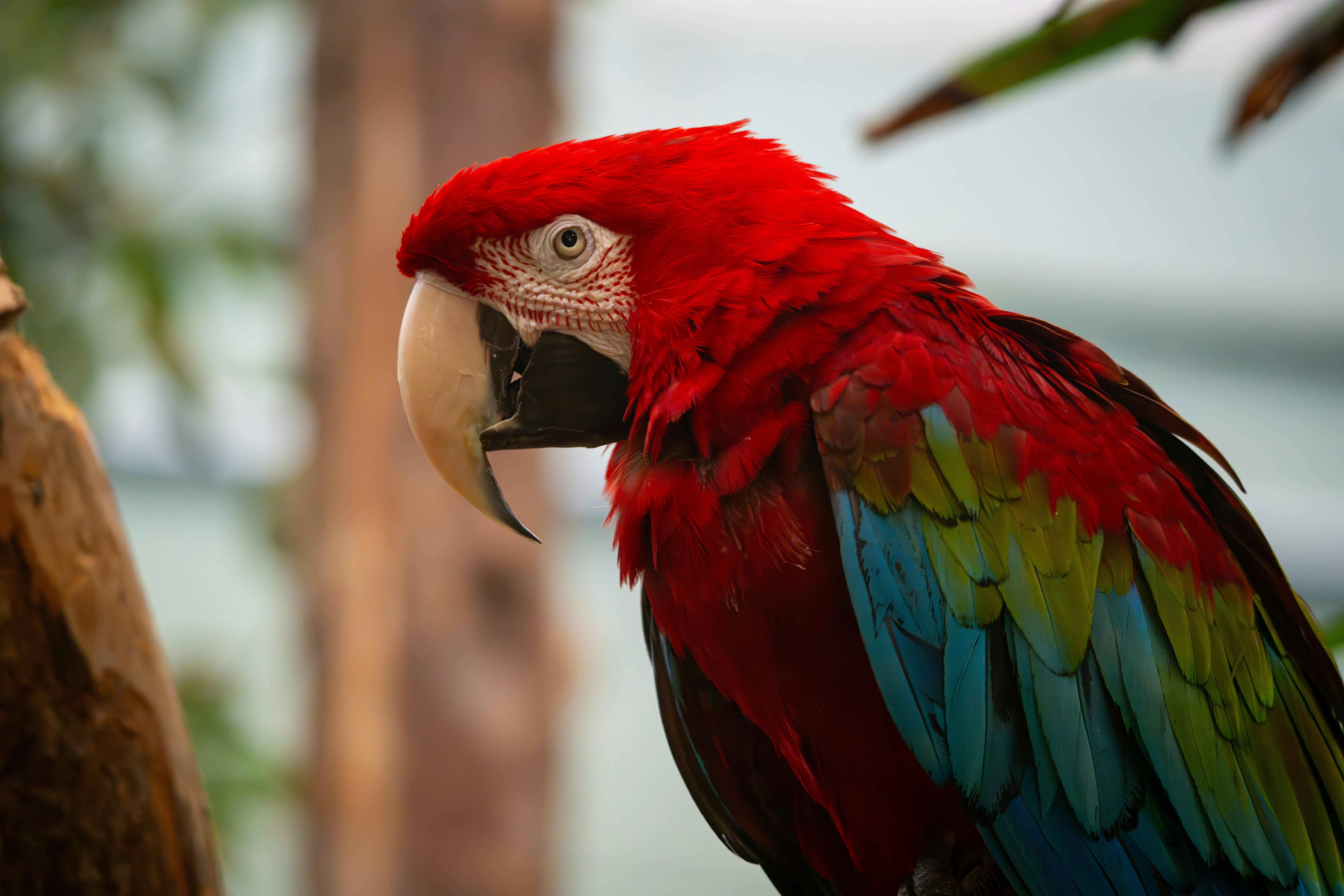 Crimson Parrot Portrait: Focused on the Colorful Beak and Eye
