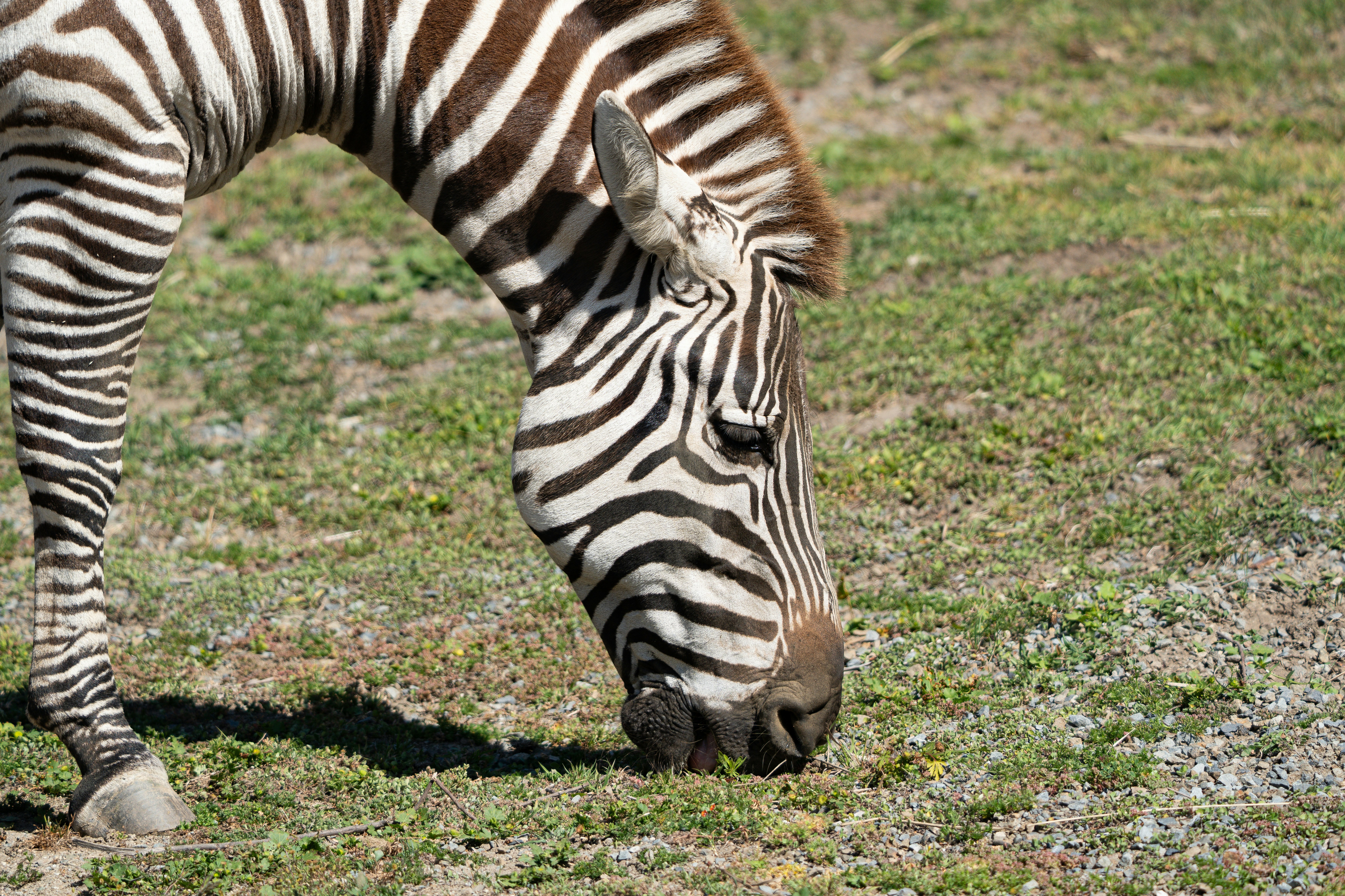Zebra Grazing in Sunlit Grassland