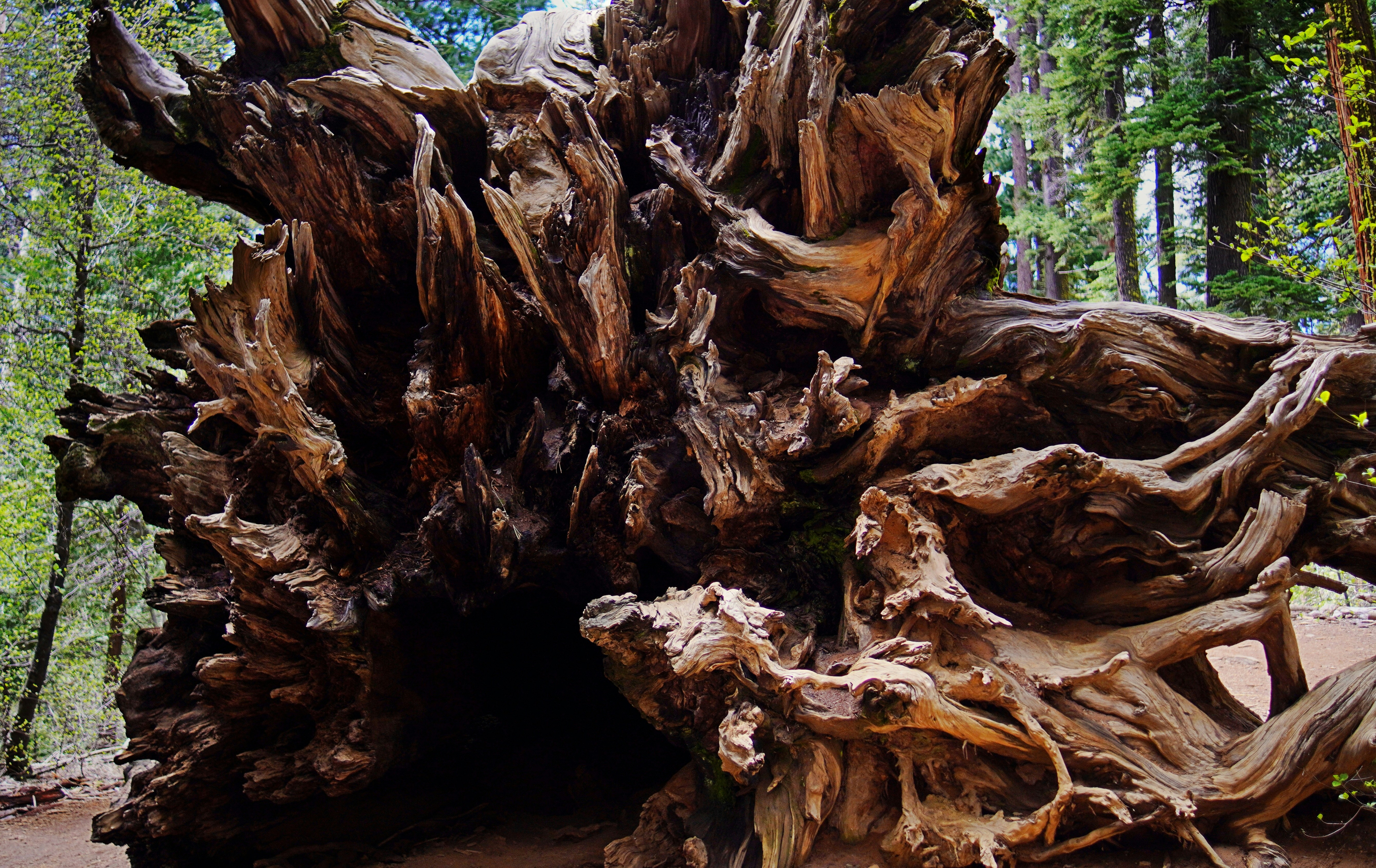 Shallow roots of a Fallen Sequoia