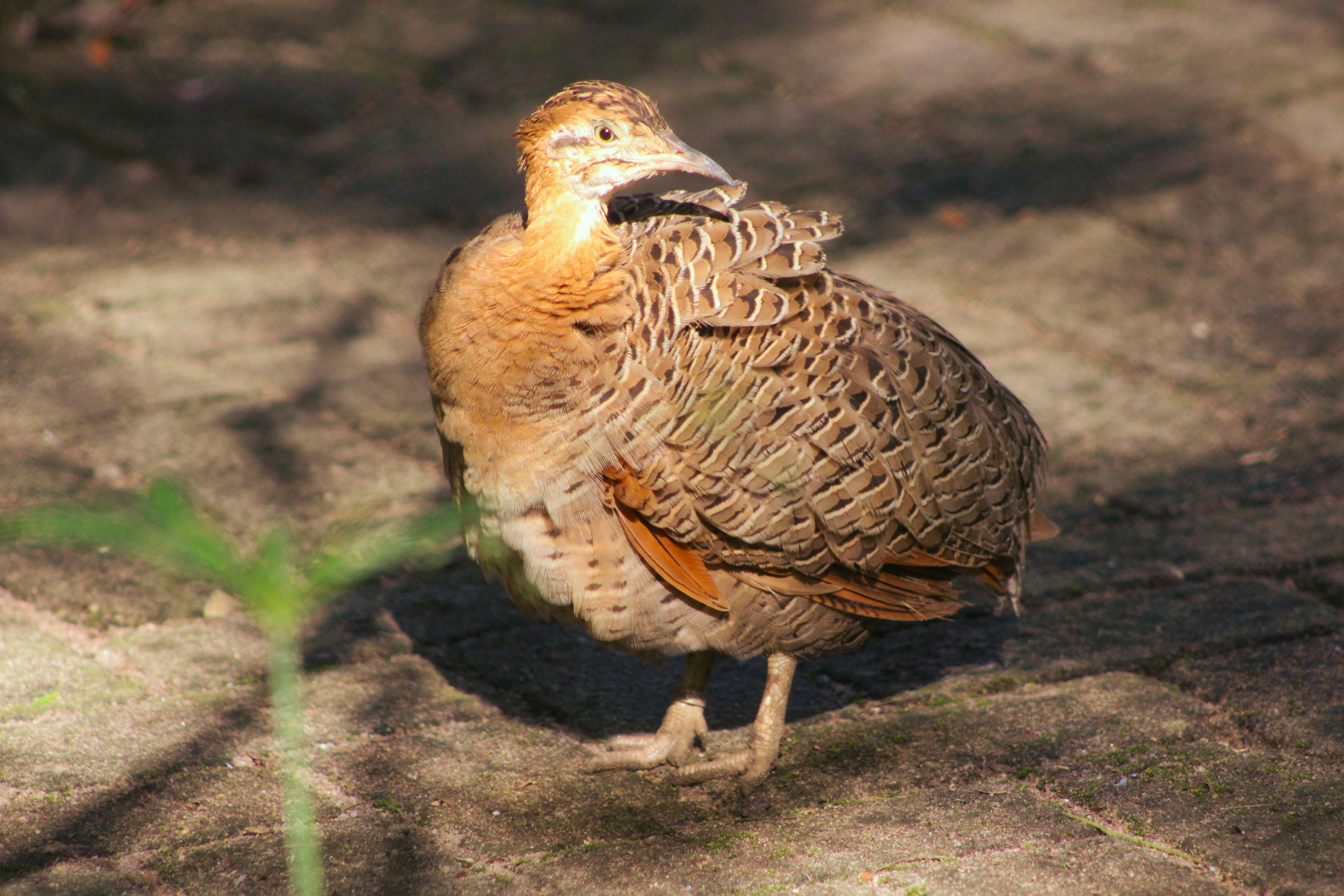 Sunlit Sandpiper: A Ground-Dwelling Duckish Eater in Dappled Shade