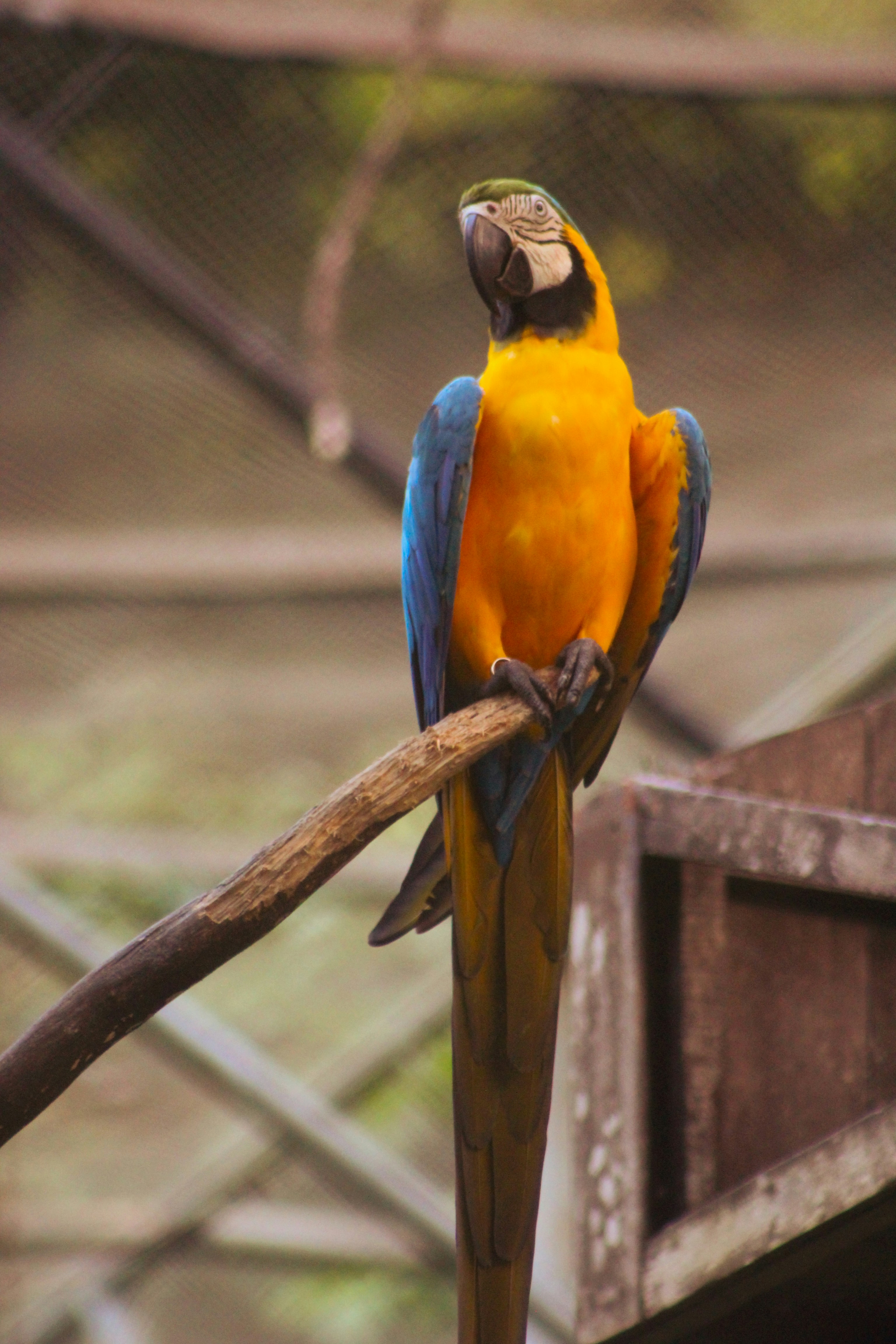 Vibrant Blue-and-Gold Macaw Perched on a Weathered Branch