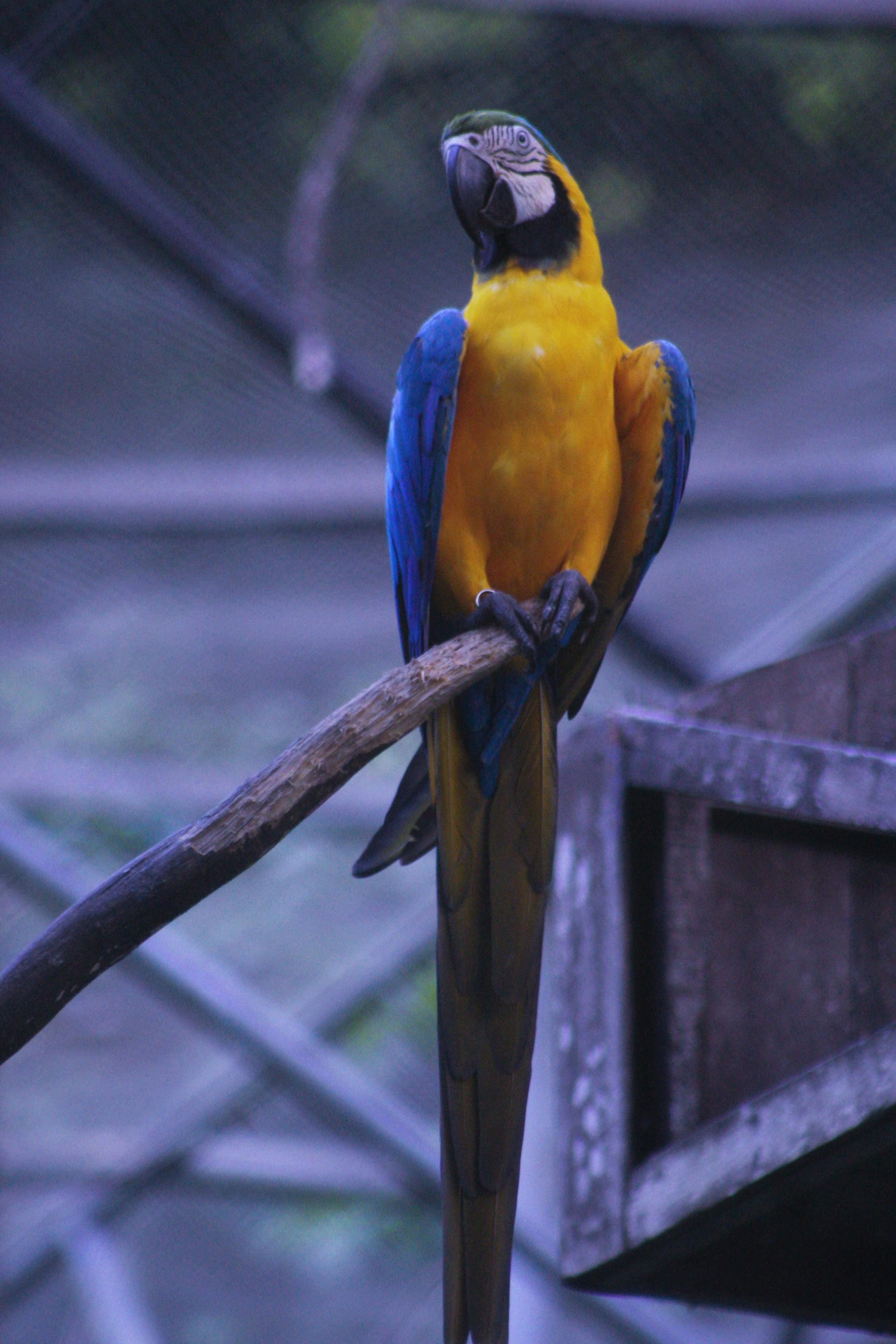 Vivid Blue-and-Gold Macaw Perched with Attentive Gaze