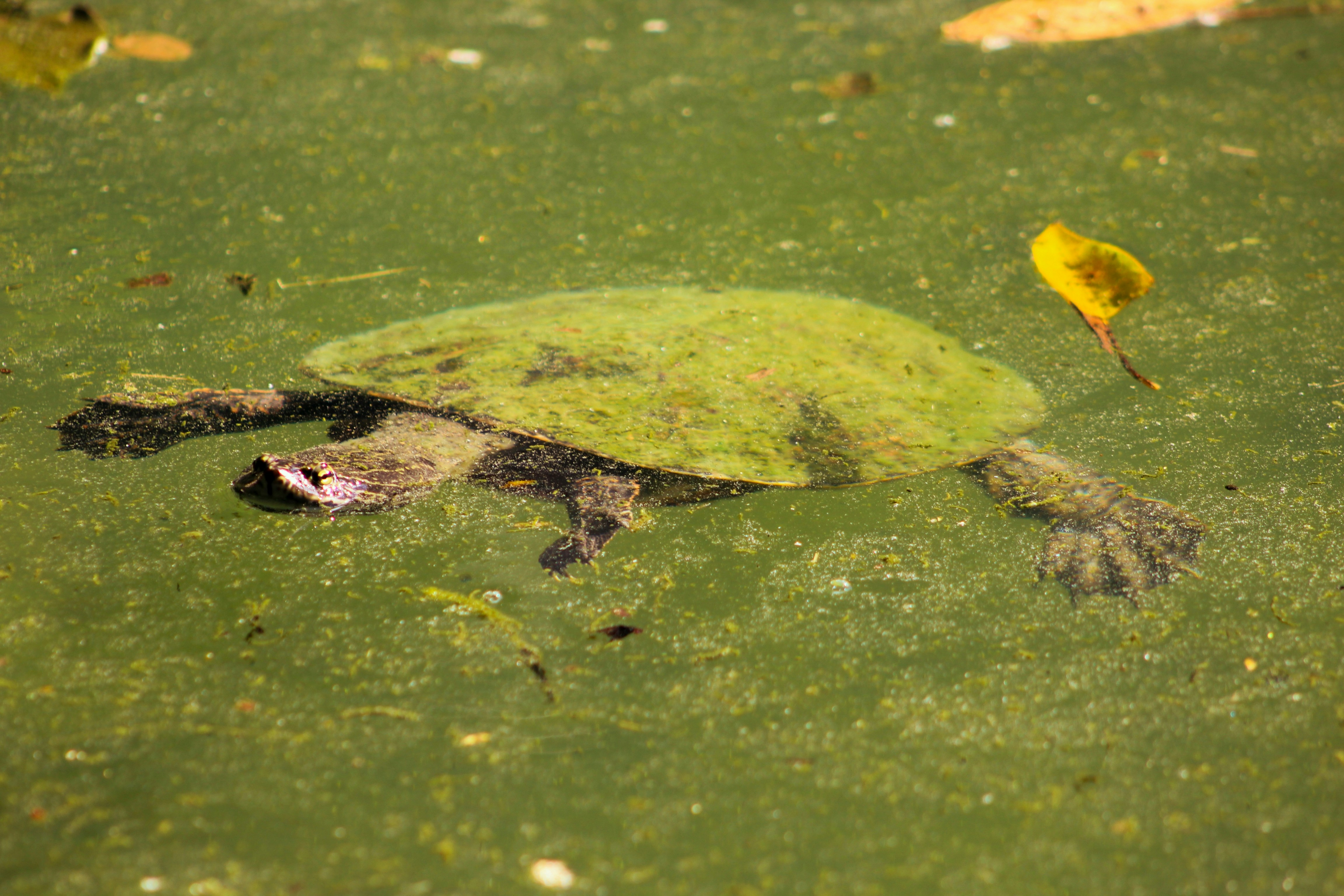 Camouflaged Pond Resident: Green Frog Floating in Algae-Covered Stillness