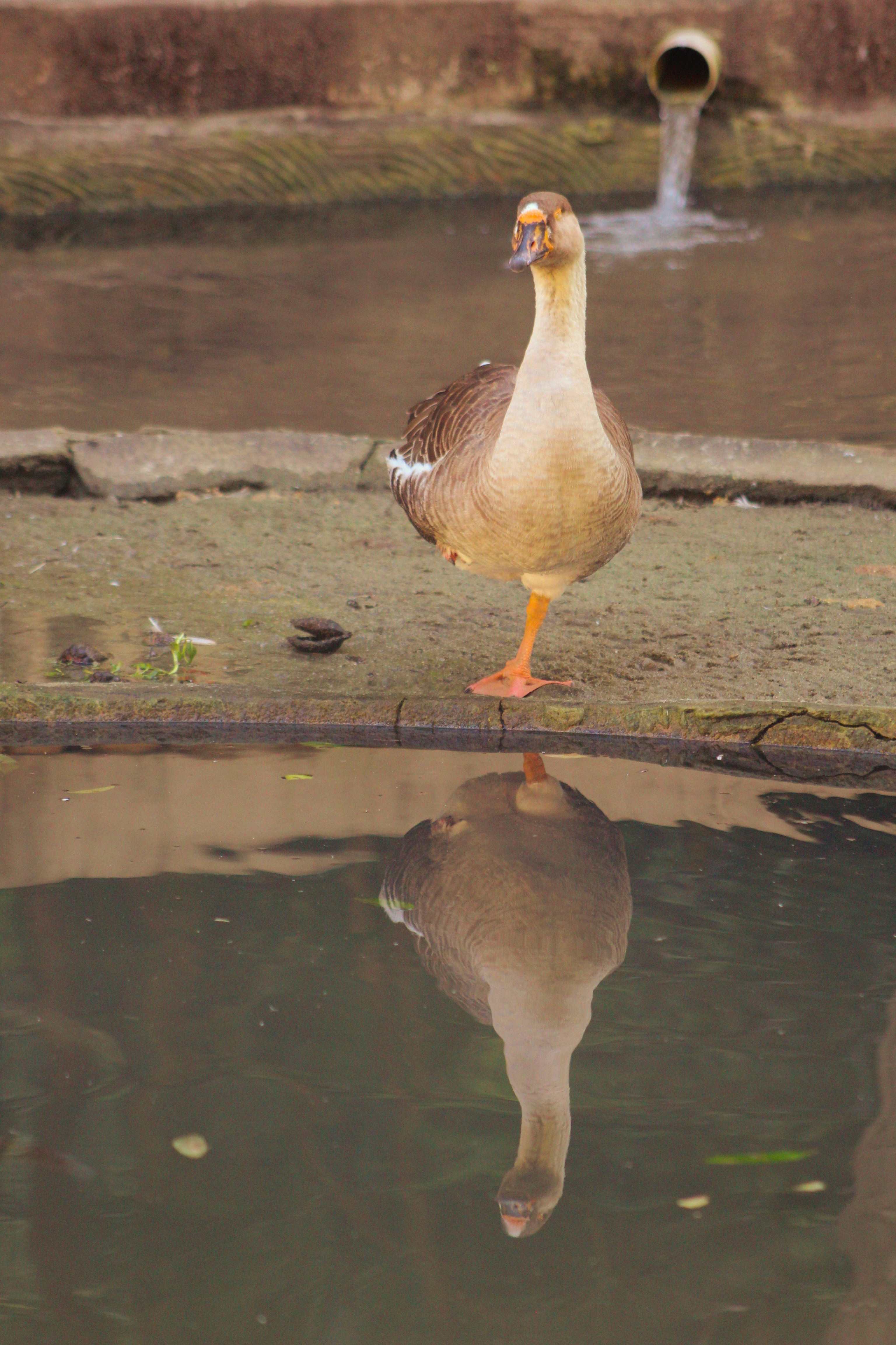 Echo of still water: lone goose beside the canal