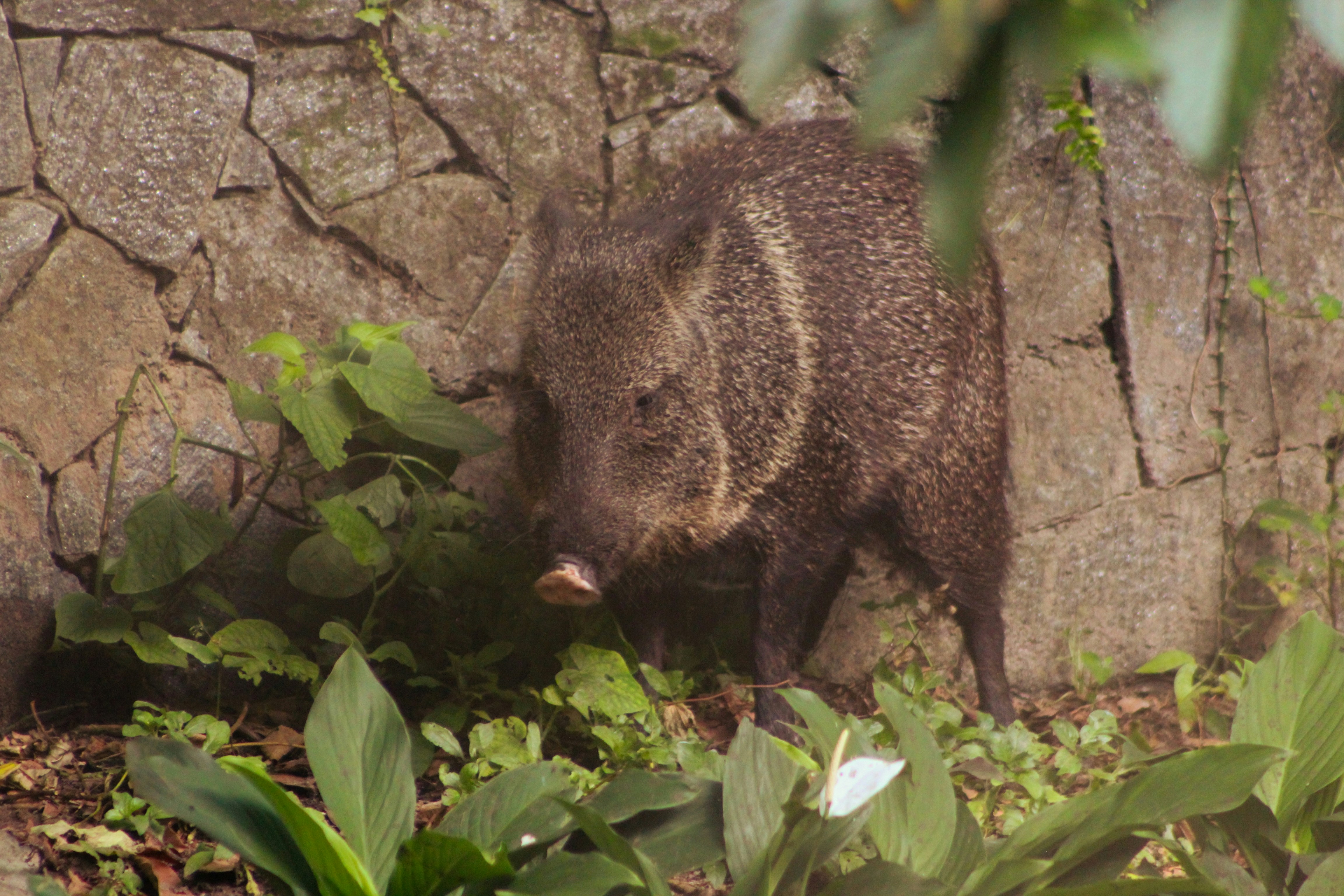 Striped Warthog in a Green-Rimmed Wall Scene