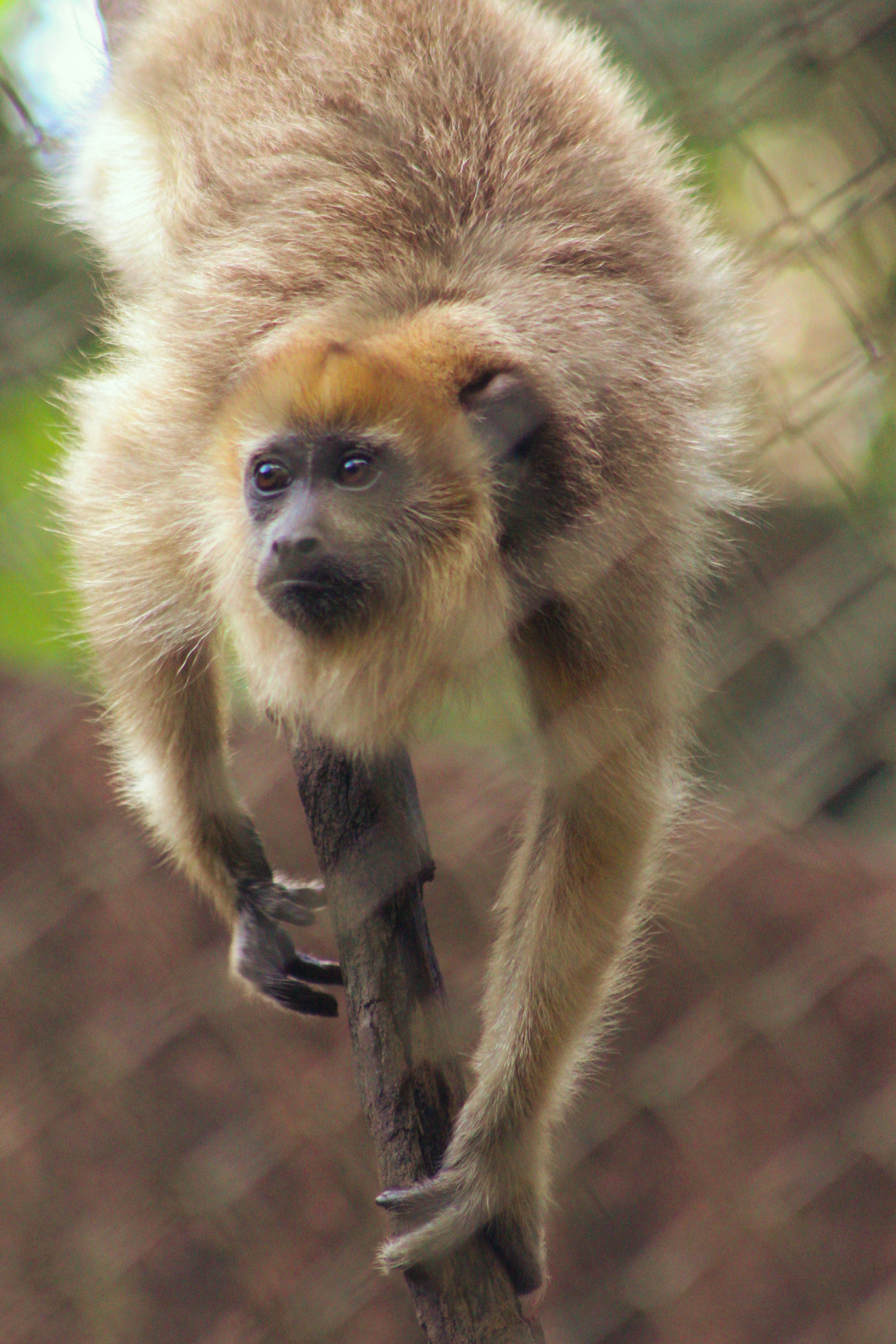 Brave Little Acrobat: Baby Howler Clings to a Branch