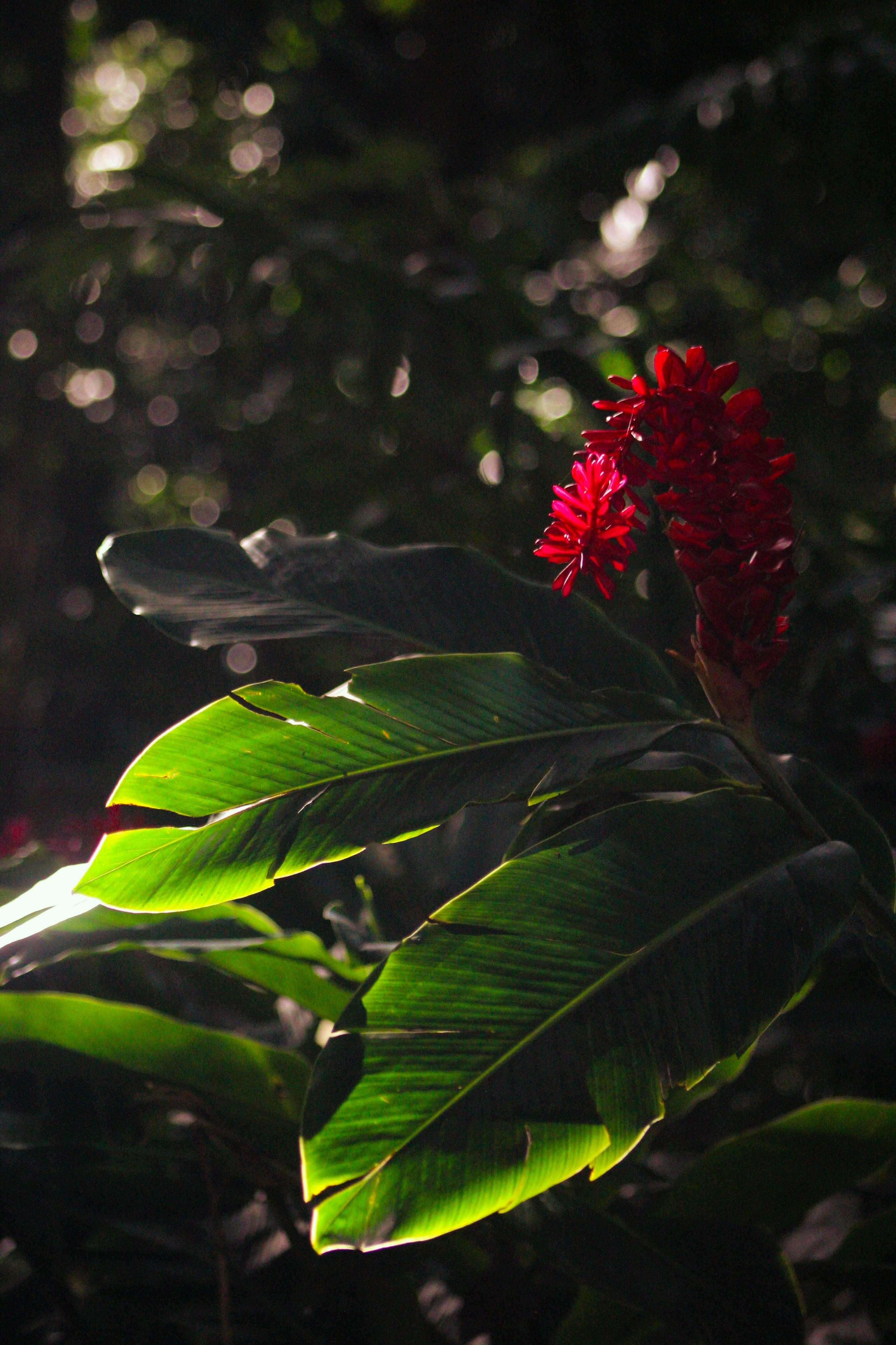Sunlit Red Inflorescence Rising from Dark Foliage