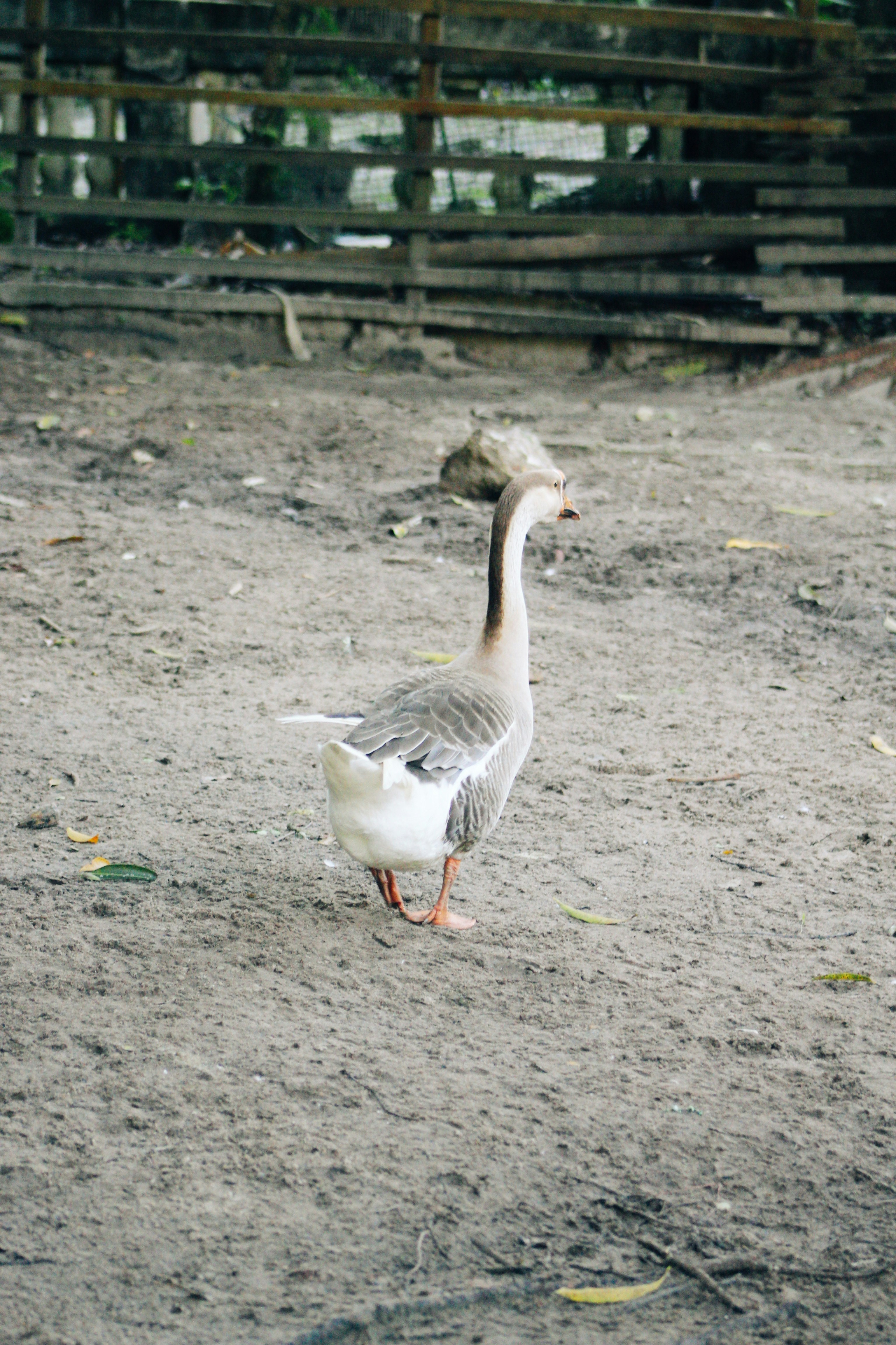 Lonely Gander Under a Simple Fence