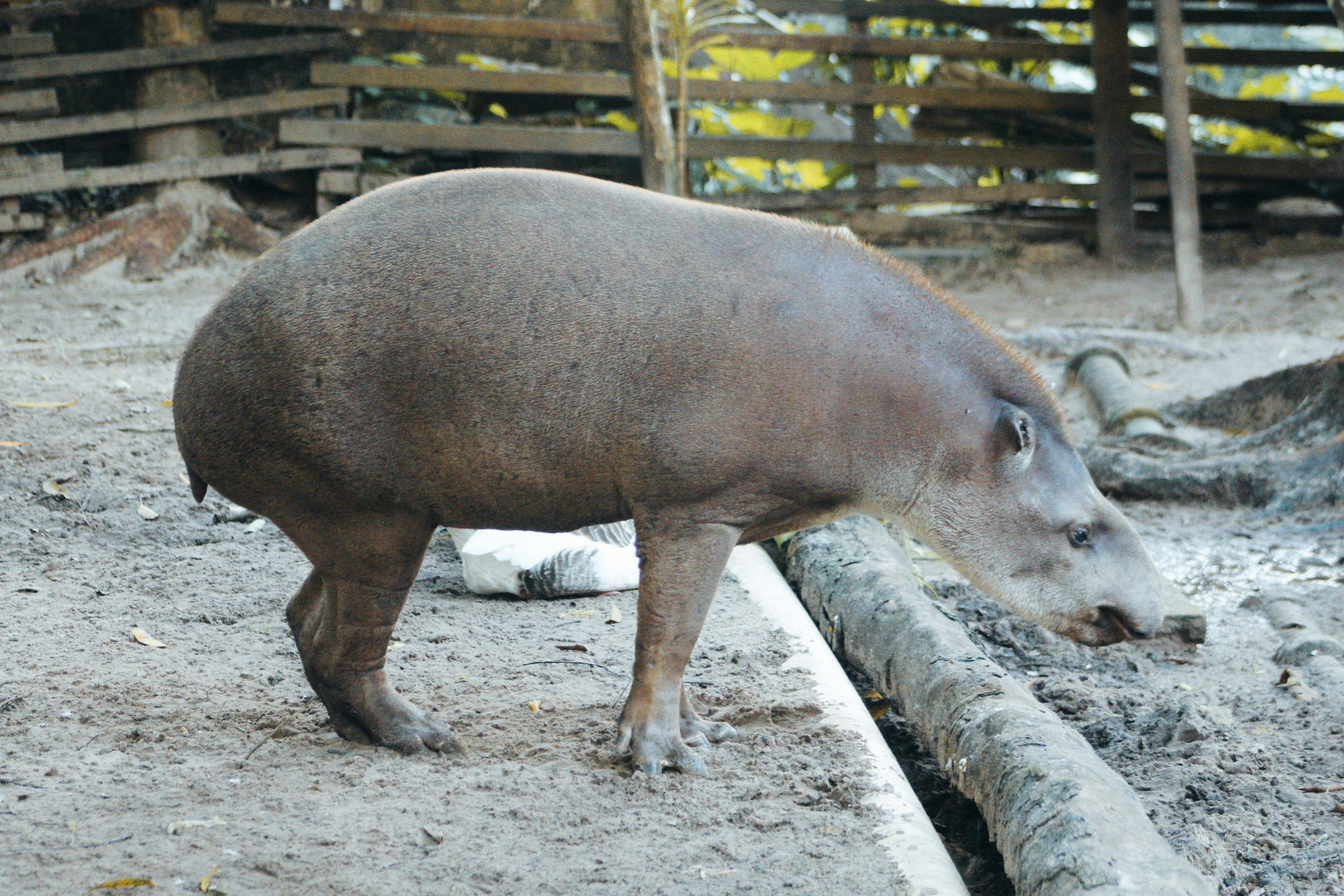 Grounded in Shade: A Tapir by the Riverside Log