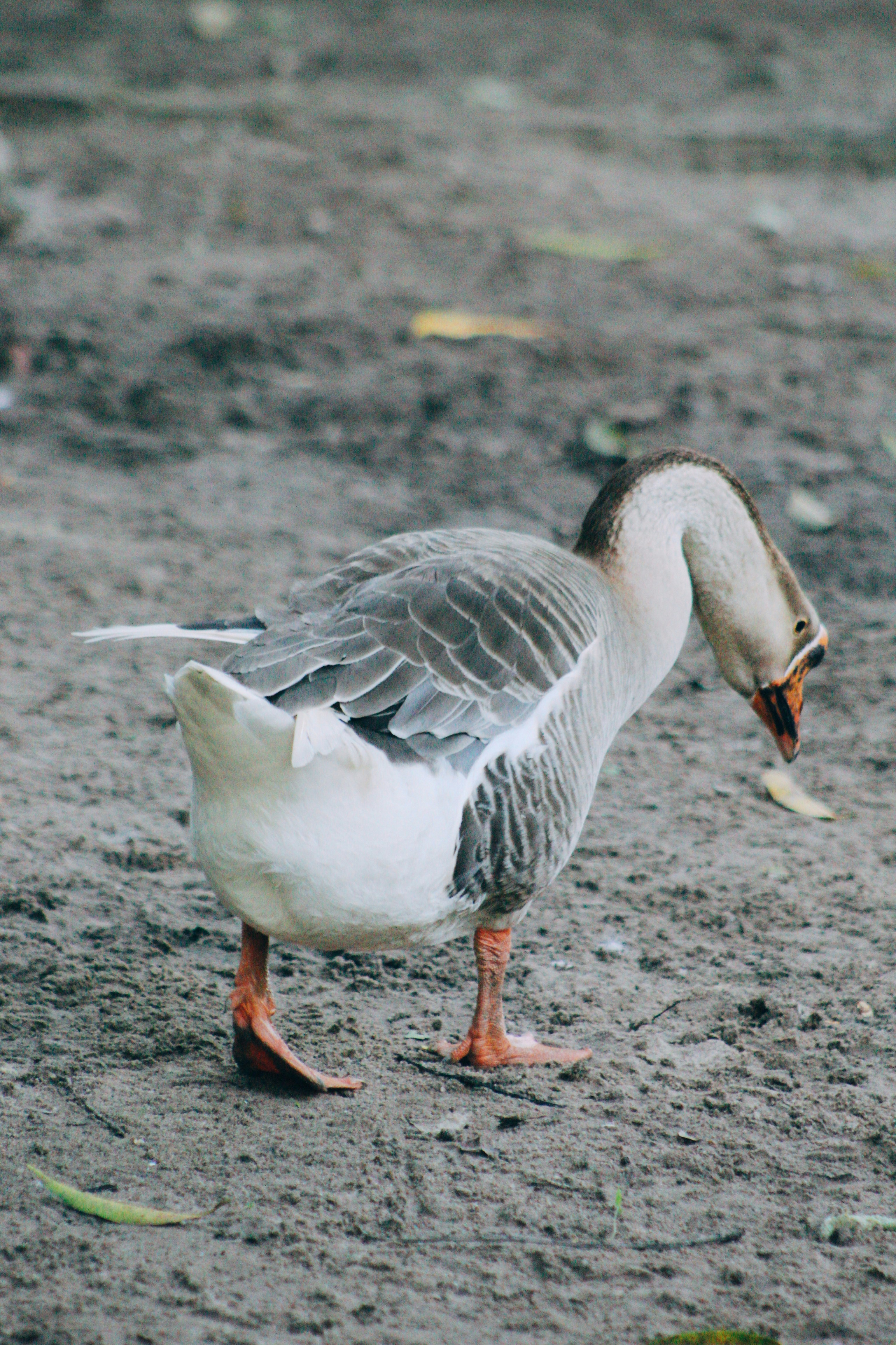 Graceful Gander: A Wet Sand Stroll with a Downturned Beak
