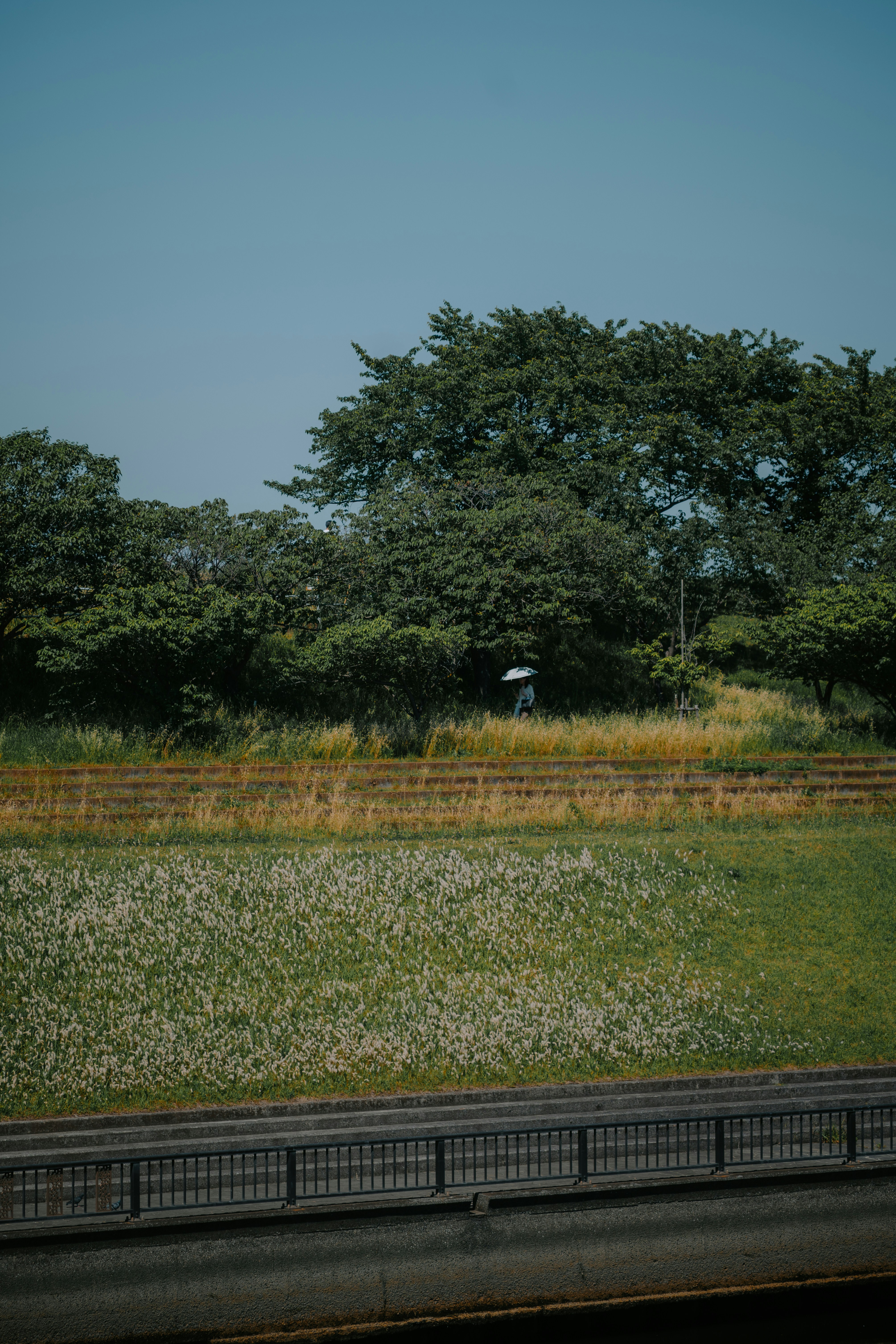 A Quiet Path Through Sunlit Meadow, Beneath a Canopy of Trees