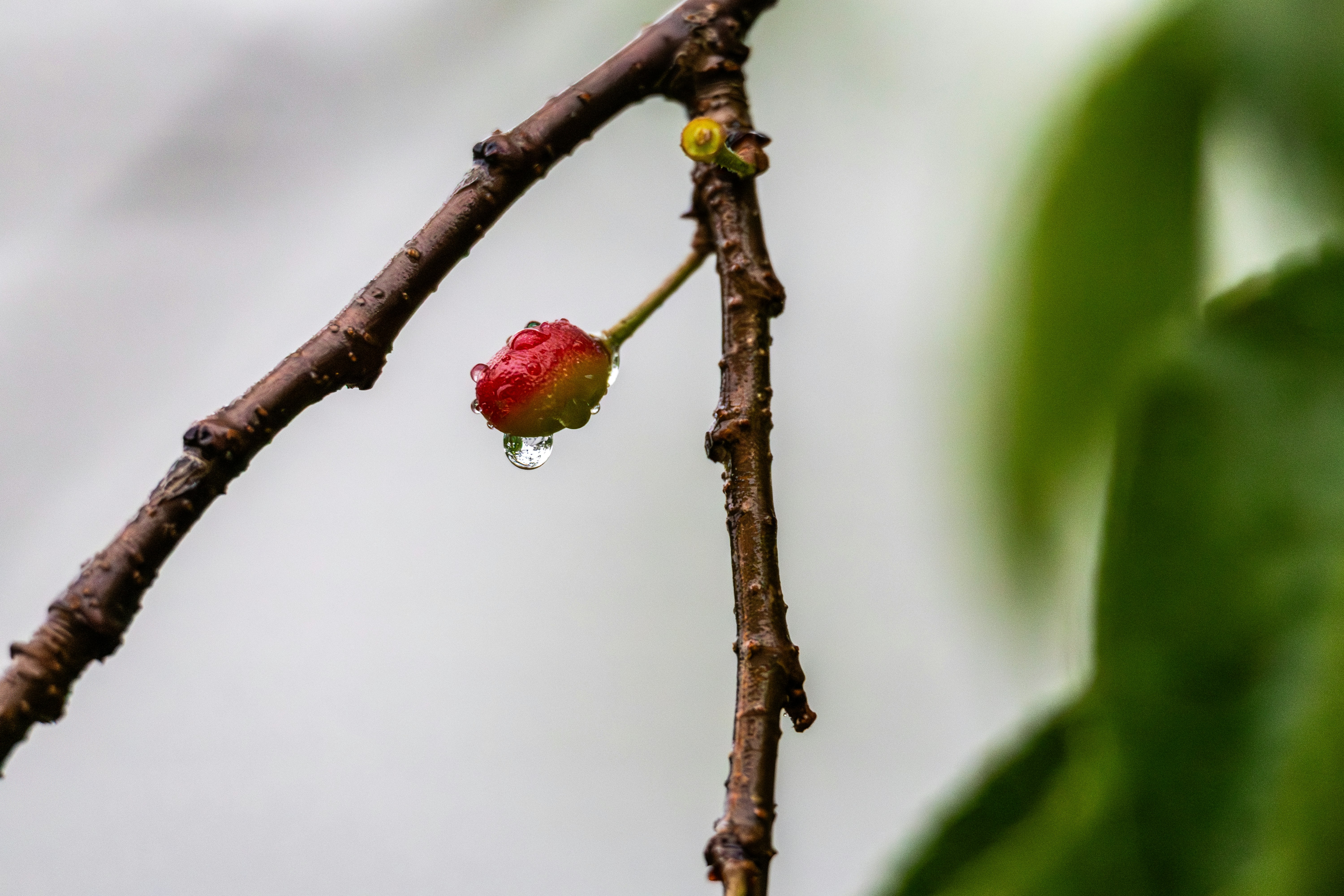 Red berry with a water droplet on a brown branch.