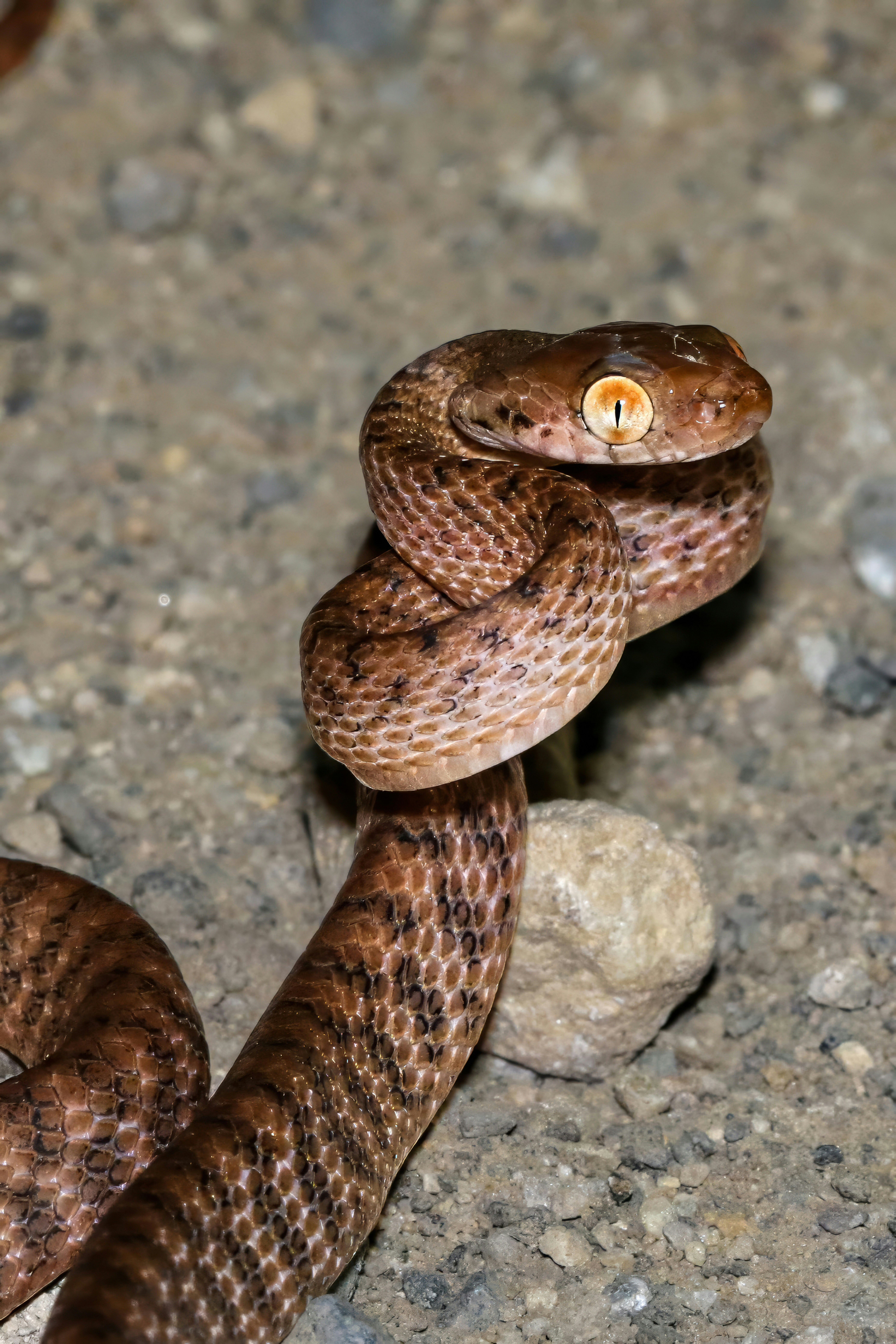 Curled Copper: A Desert-Hued Viper Coiled on Gravel