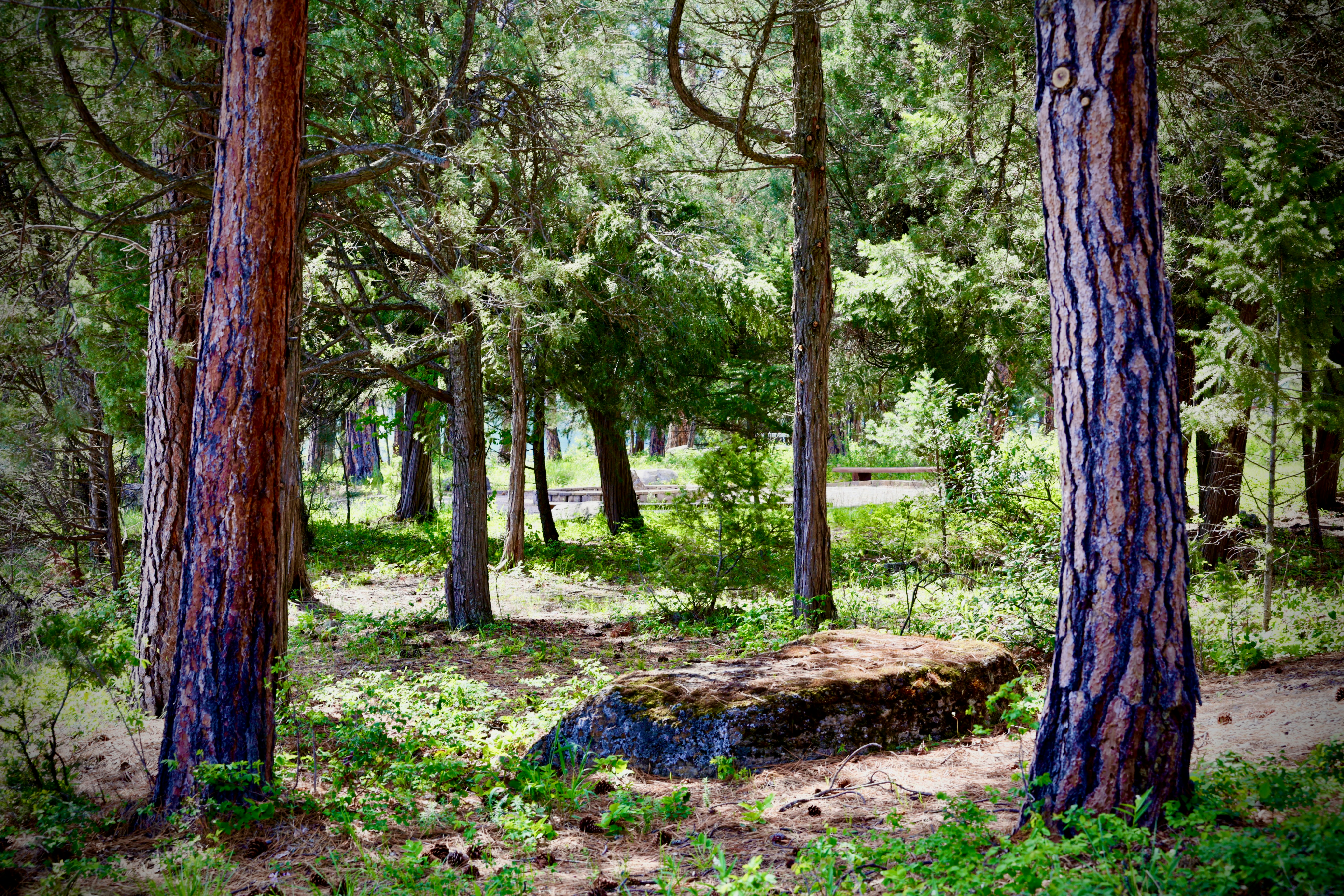 Still Forest: Sunlit Stump and Tree Corridor