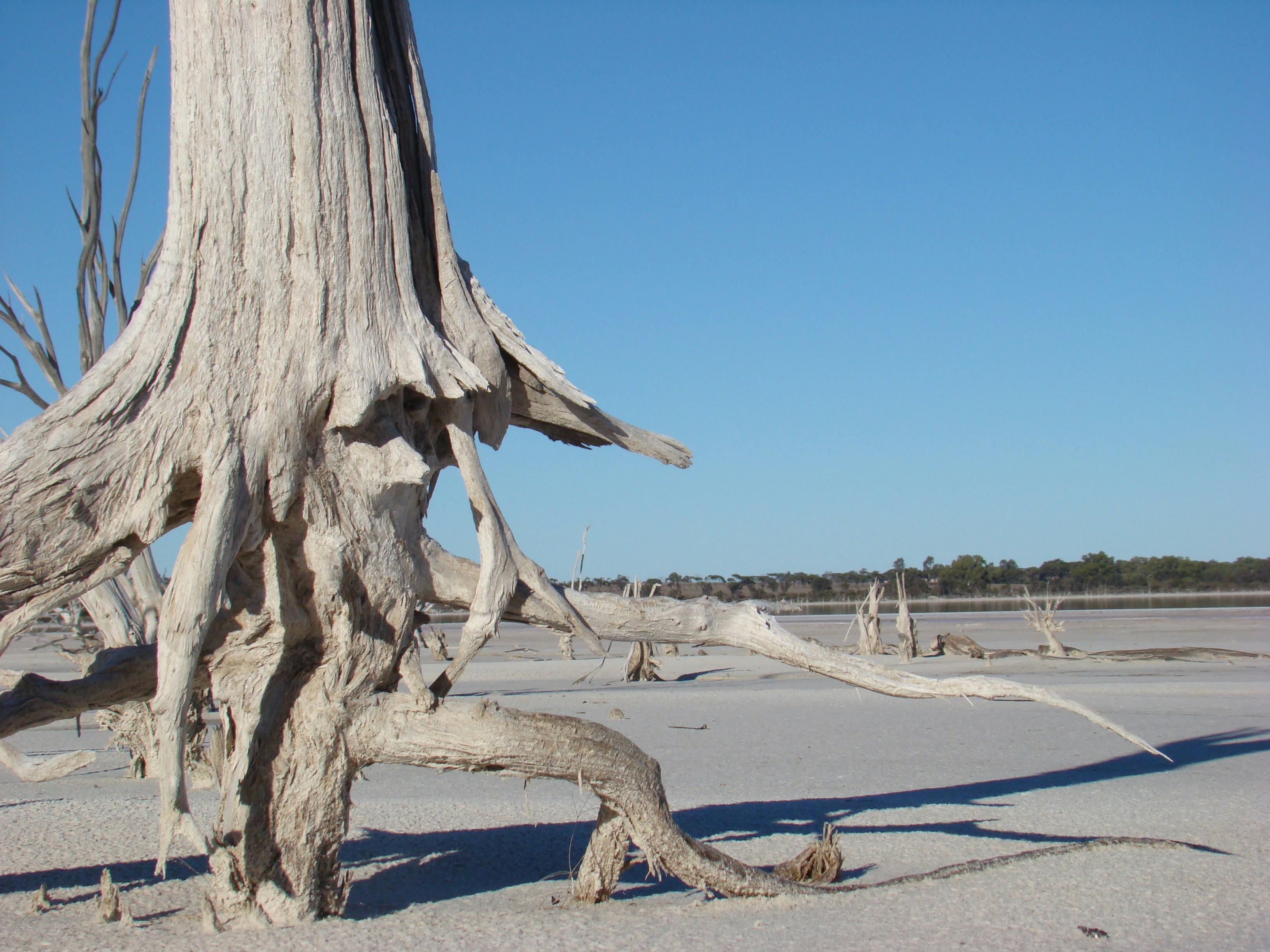 Driftwood Sentinel at the Salt Flats