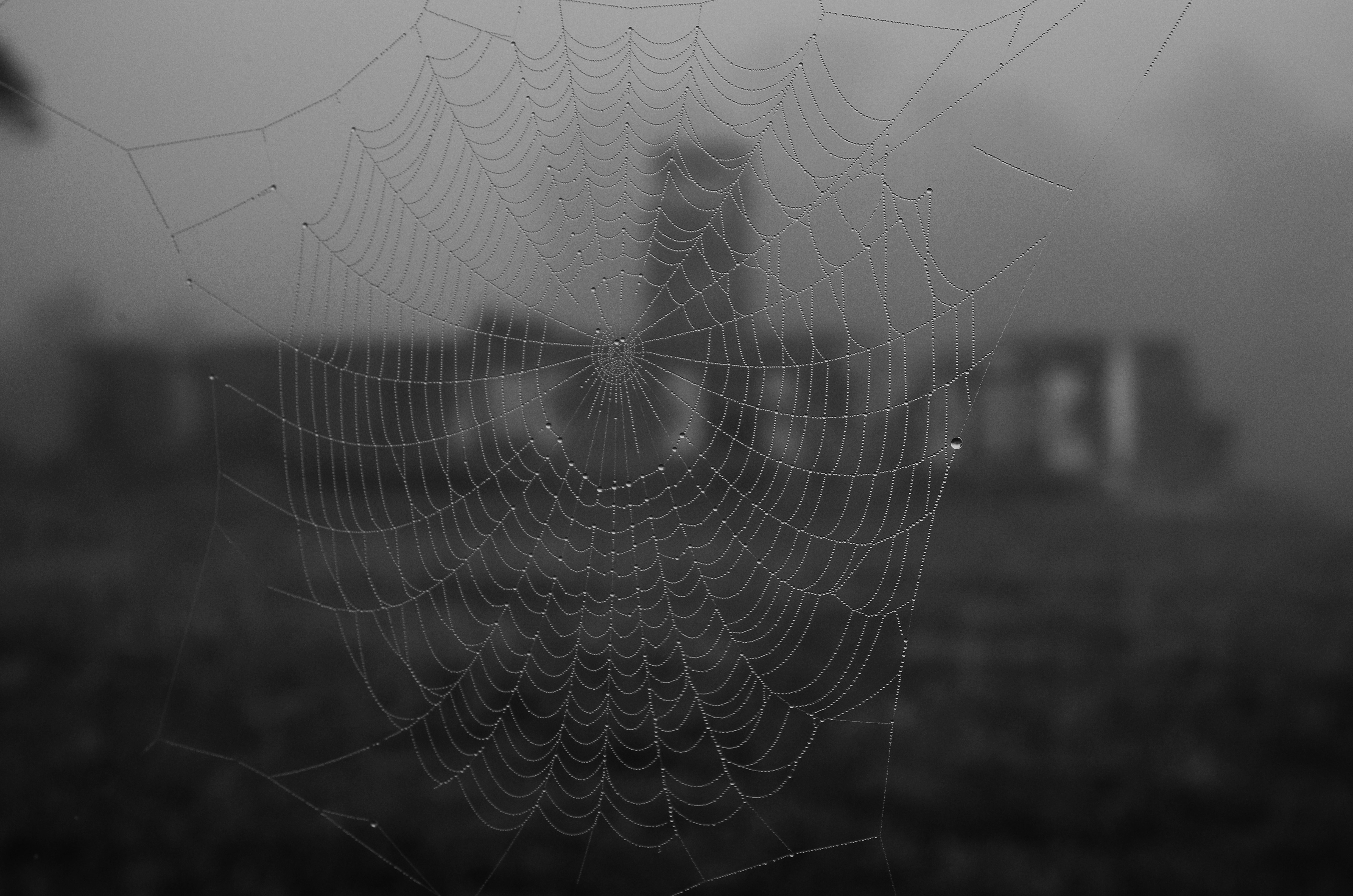 Pearl of Dawn: A Webbed Center in a Softly Blurred Field