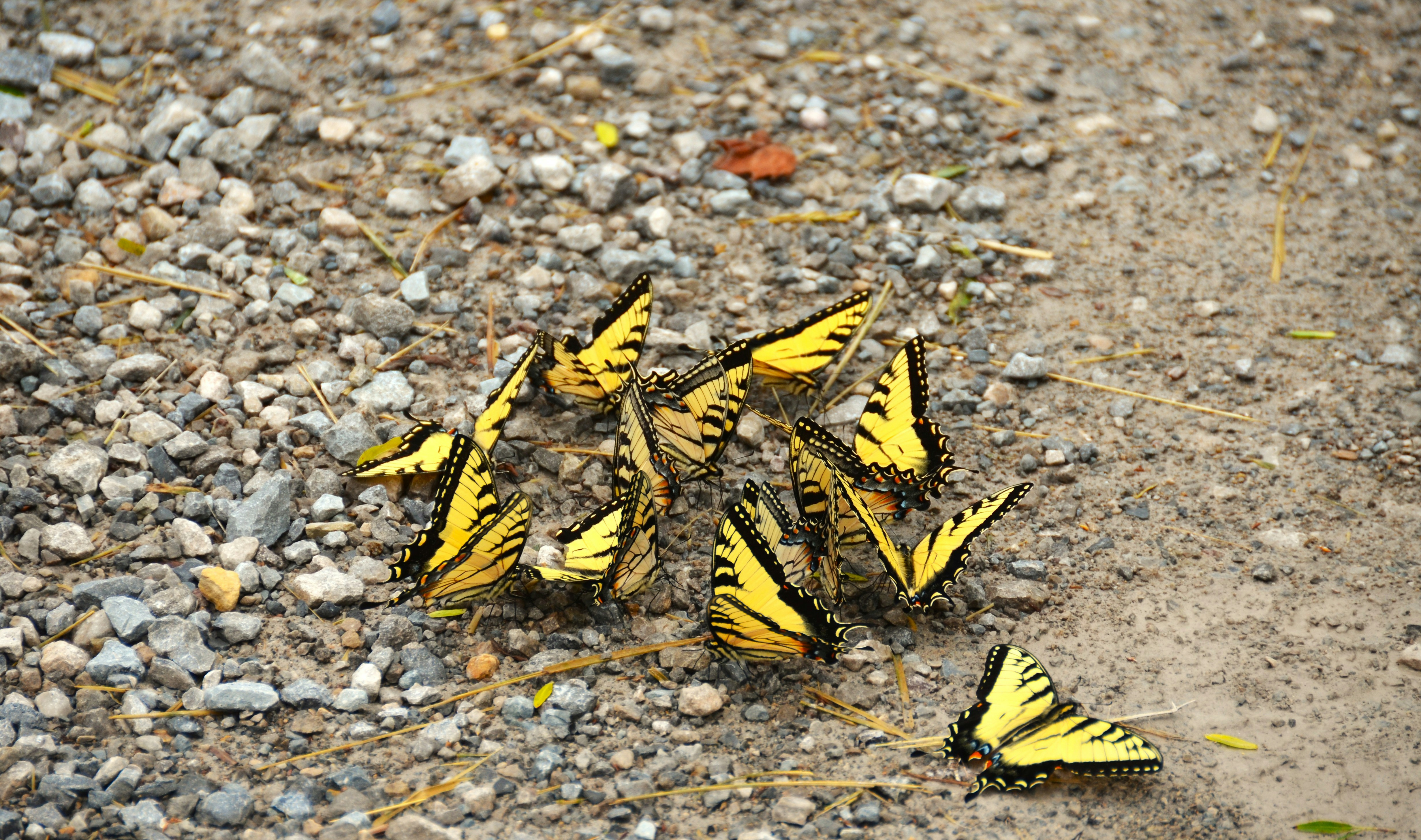 A cluster of Yellow Swallowtail Butterflies on Gravel