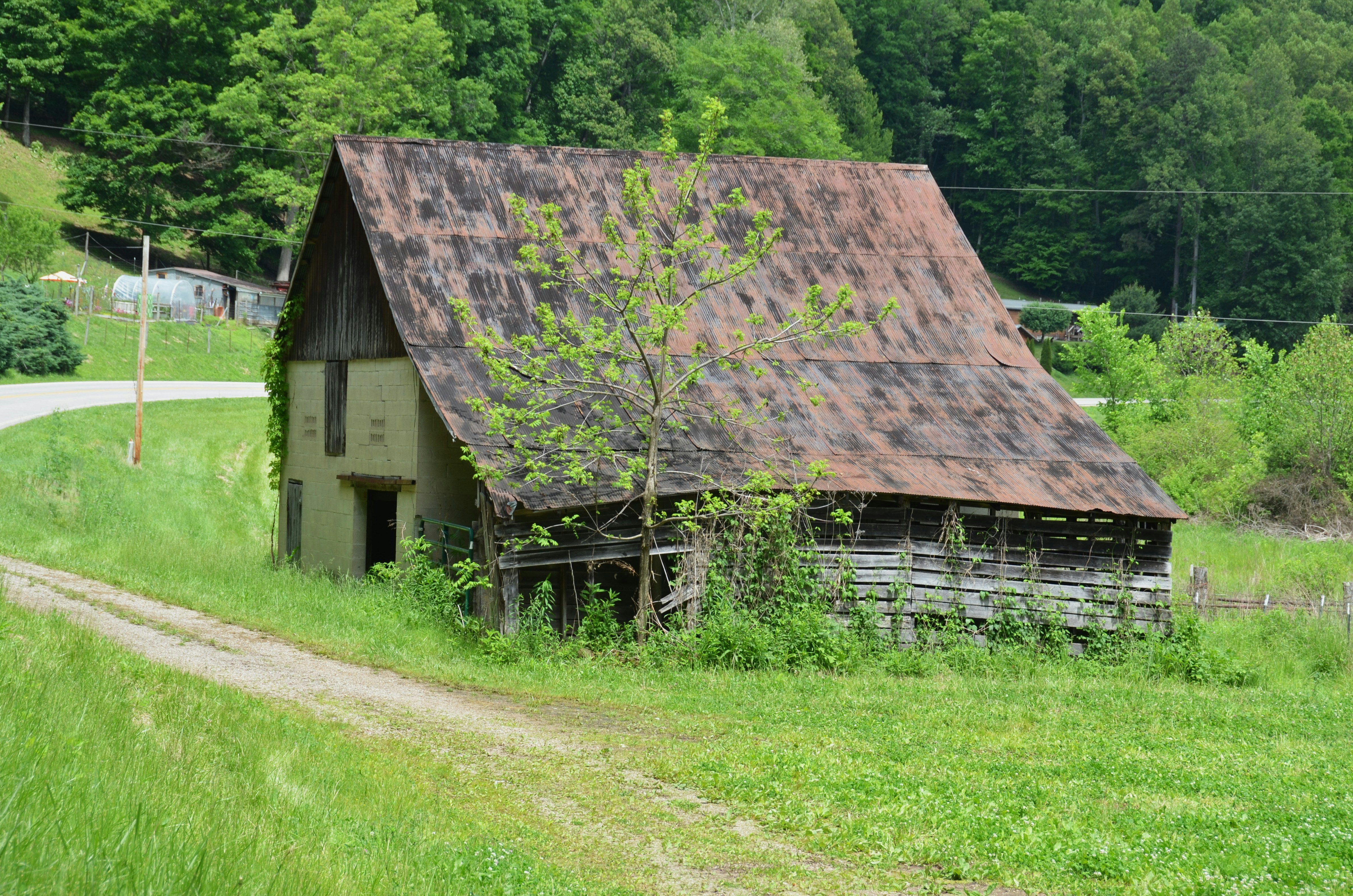 Weathered Barn Breathing Through Spring Green