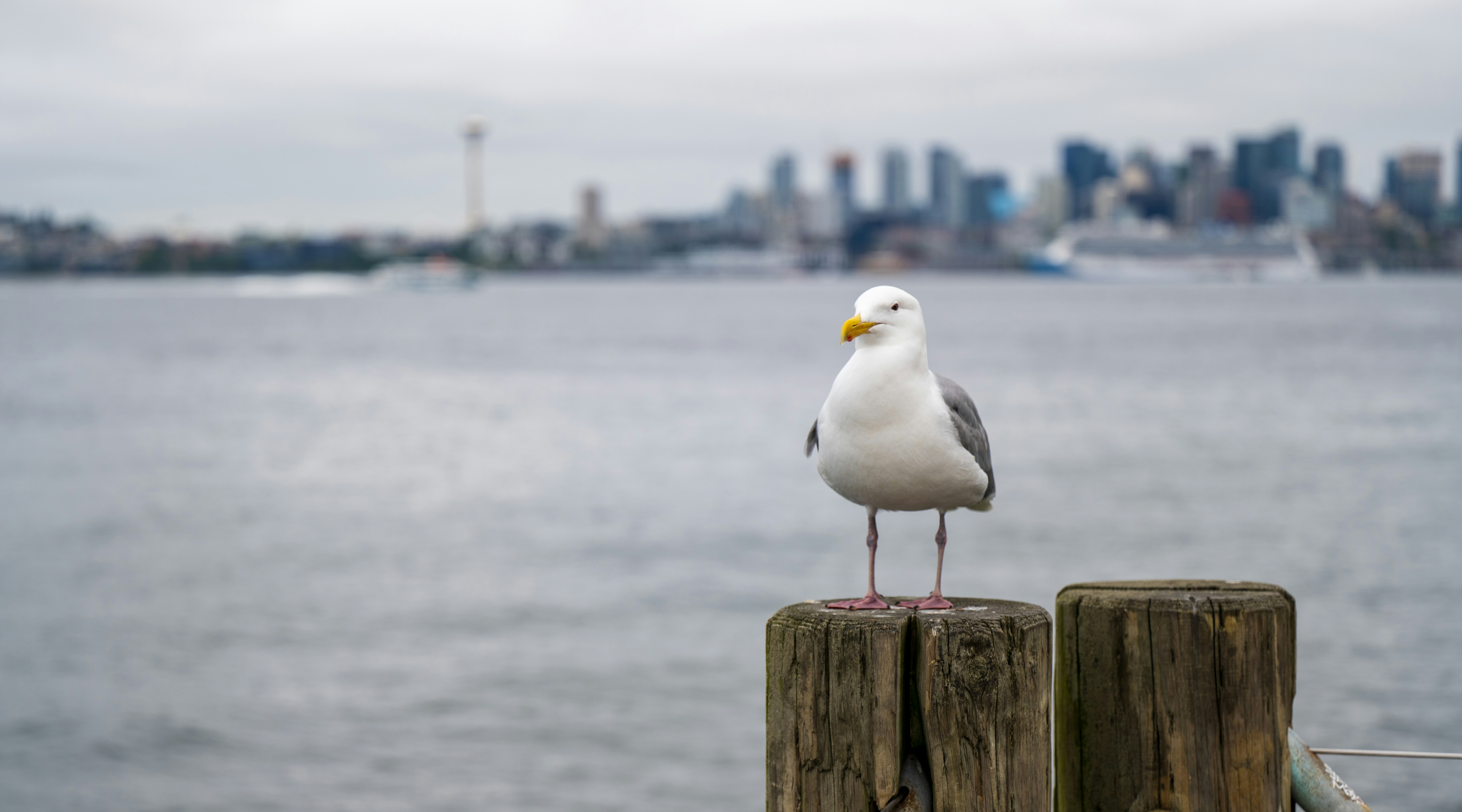 Seabird Sentinel: A lone gull perches on weathered pilings with cityscape in soft focus