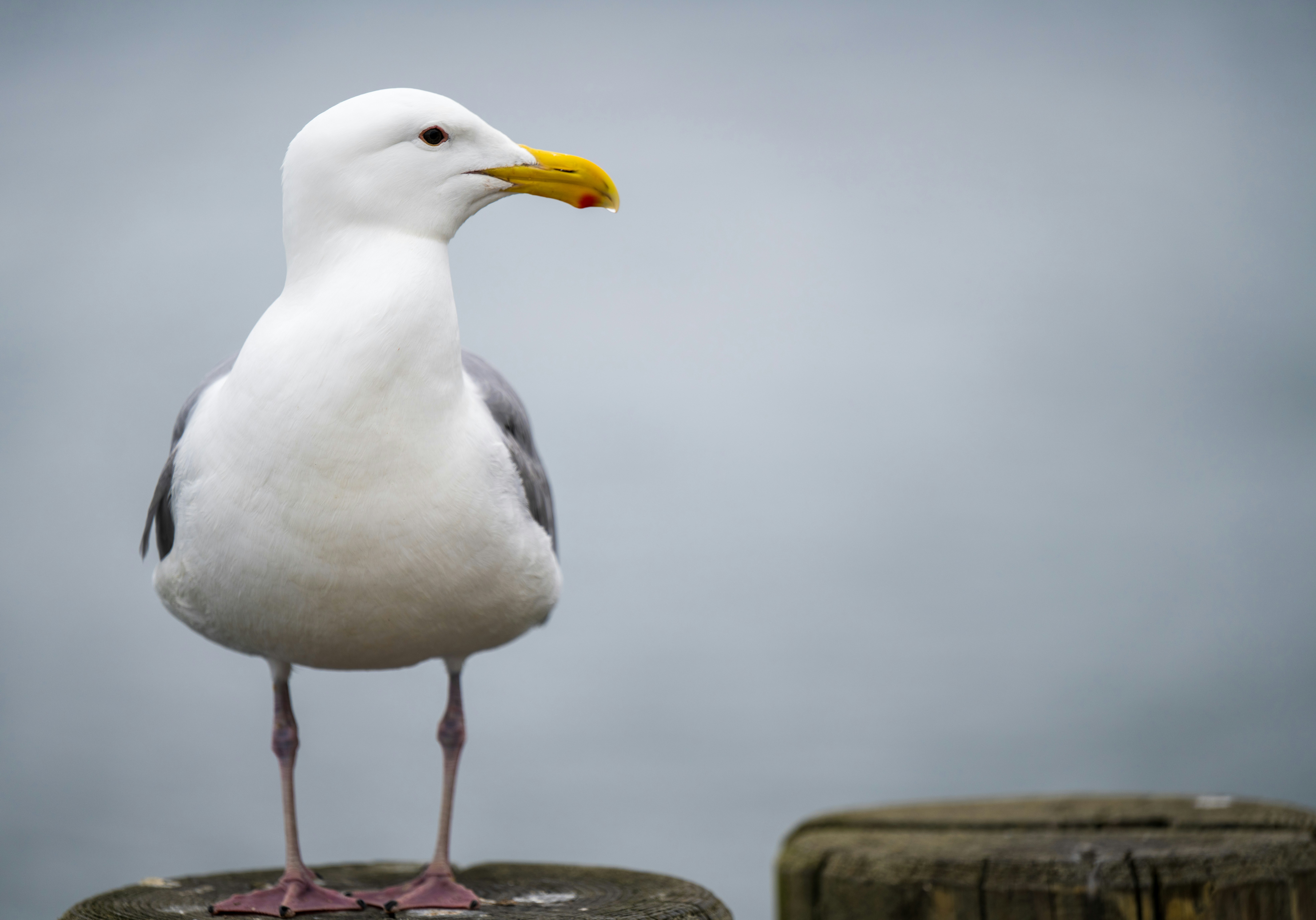 Seagull on a Weathered Post: Quiet Confidence by the Shore