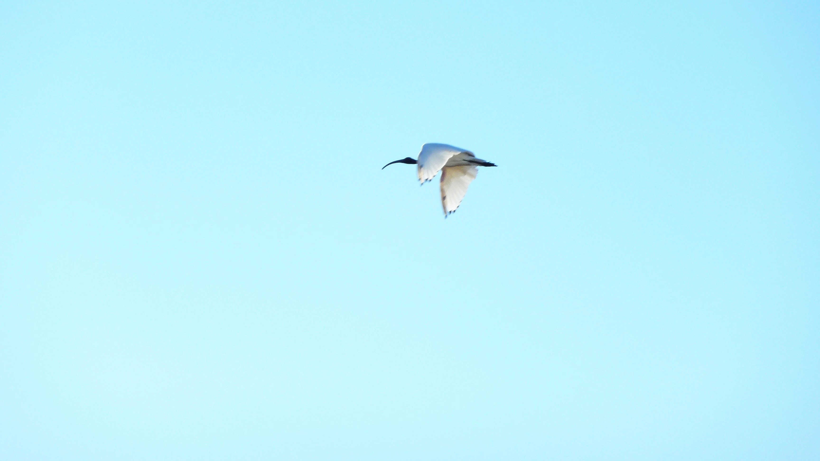 A lone tern in a pale sky