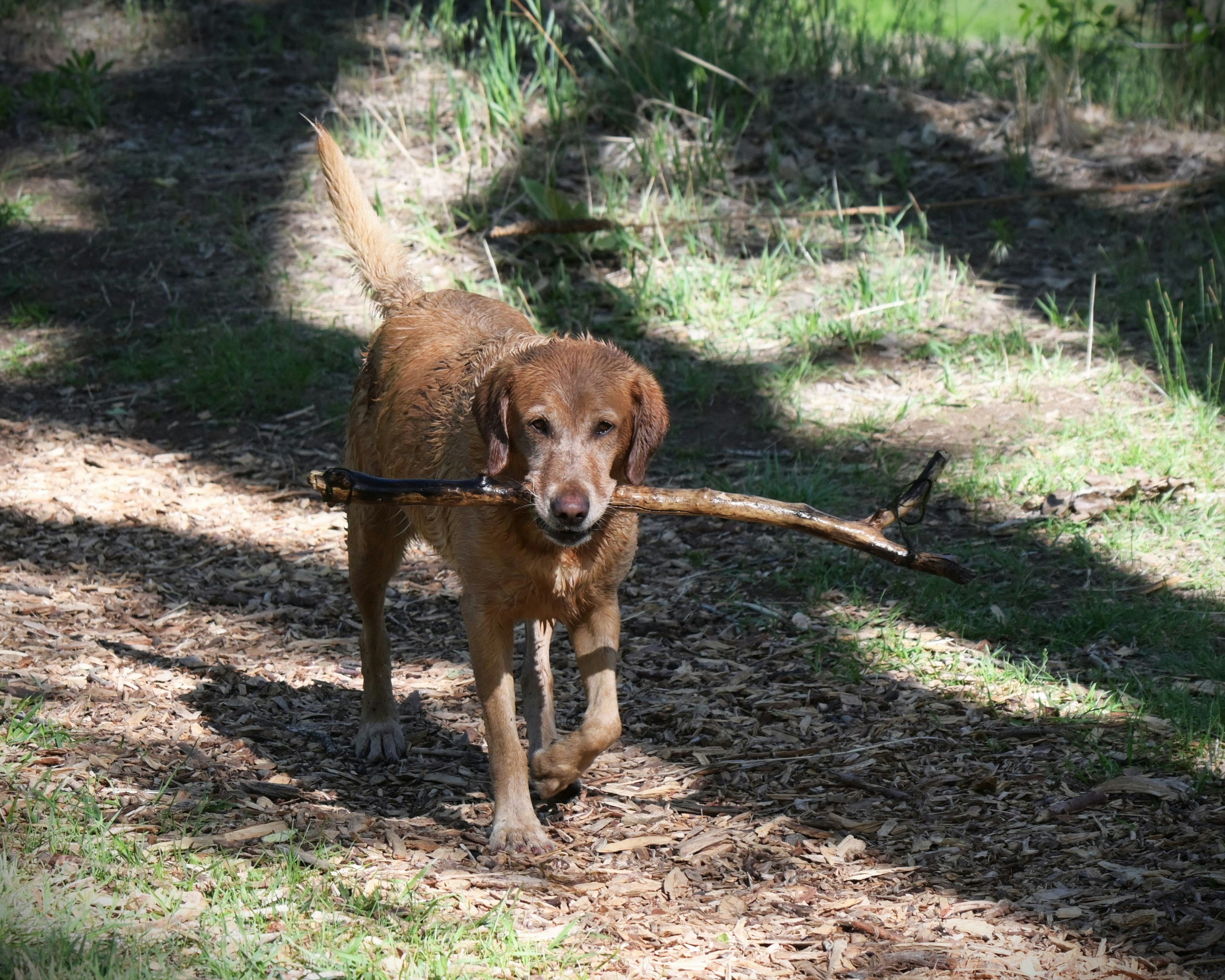 Retriever on a Leafy Trail: A Sturdy Fetch with a Branch