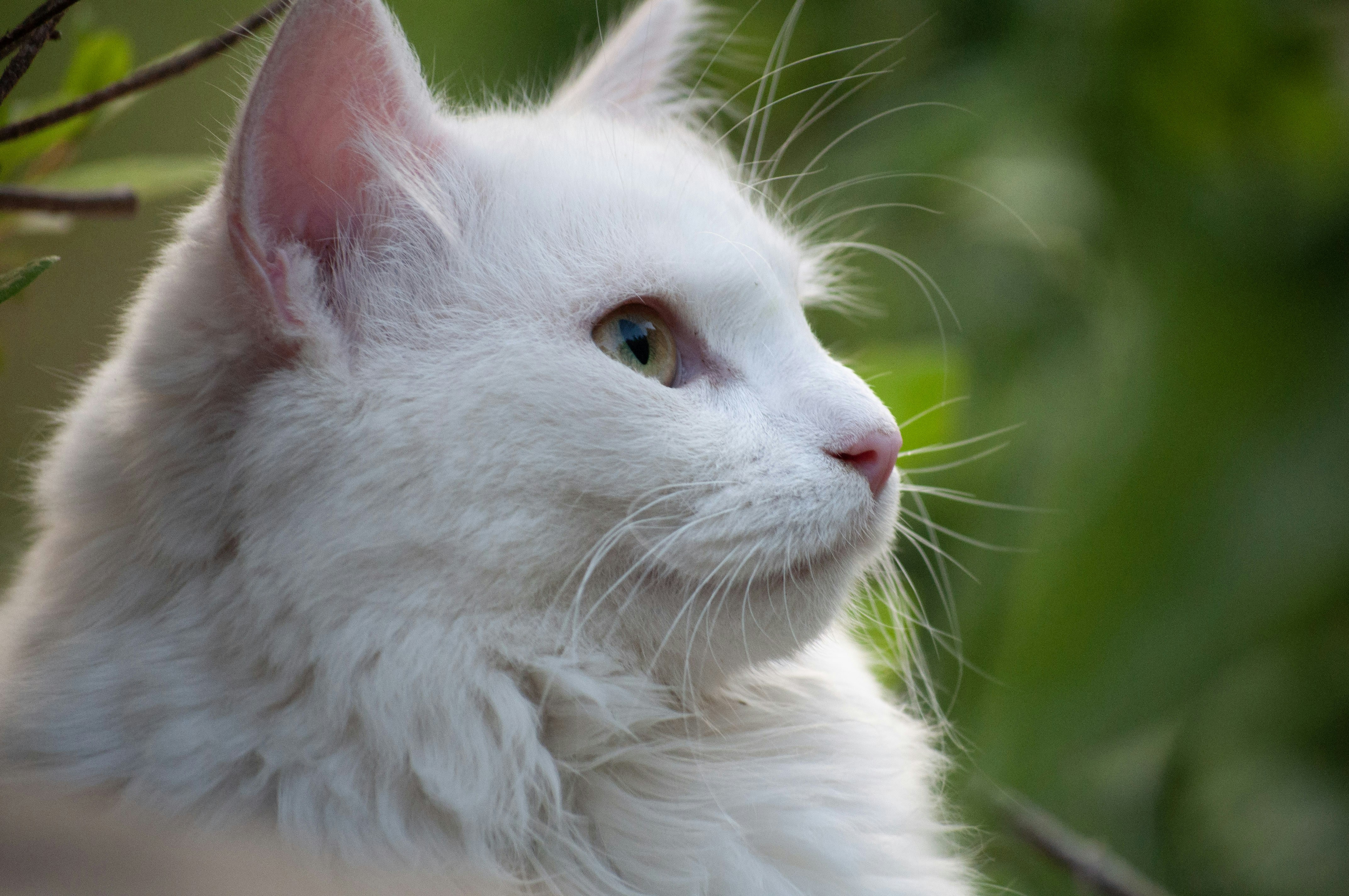 Serene White Cat in Soft Focus Garden Light
