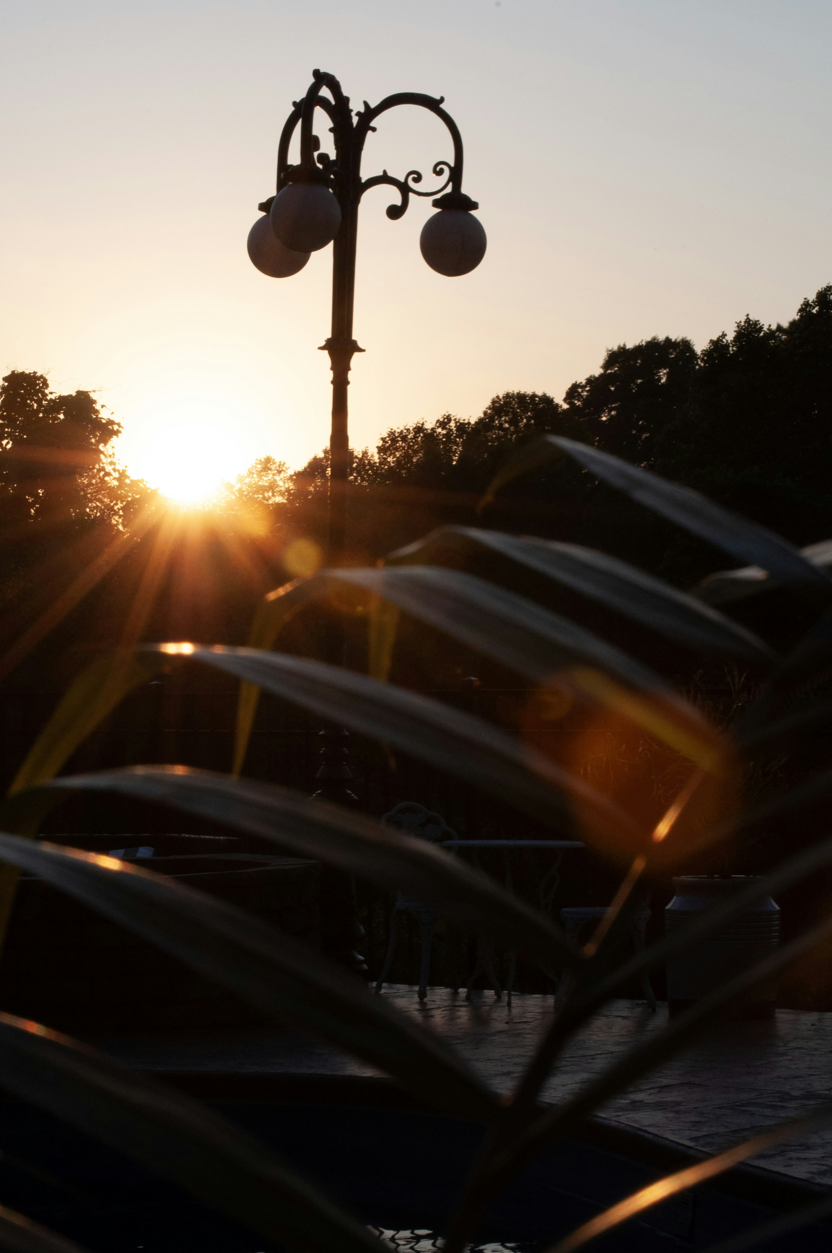 Sunlit Lantern: Dawn Over the Park Stream