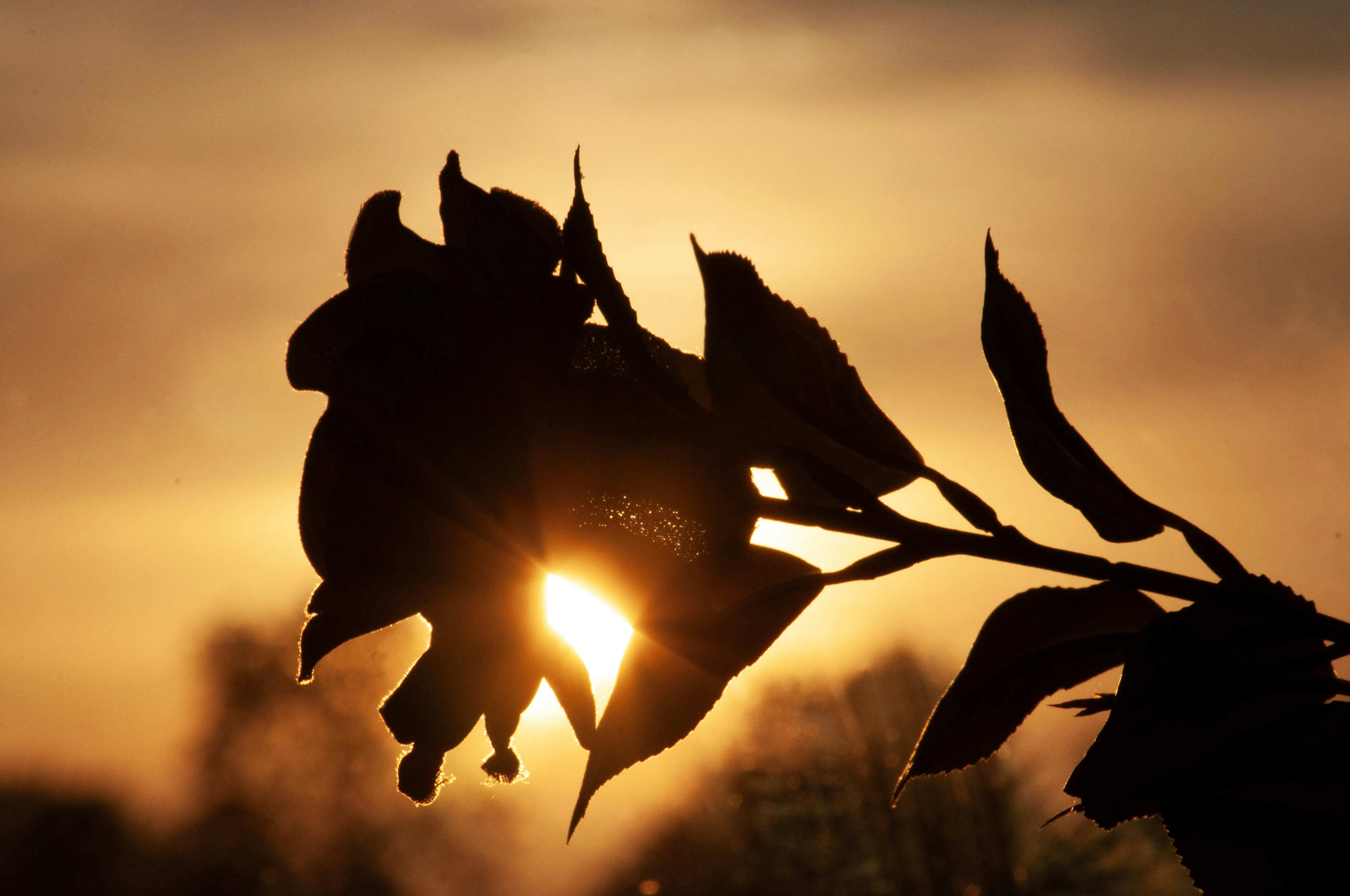 Sunlit silhouette: a flowering branch against a warm sunset