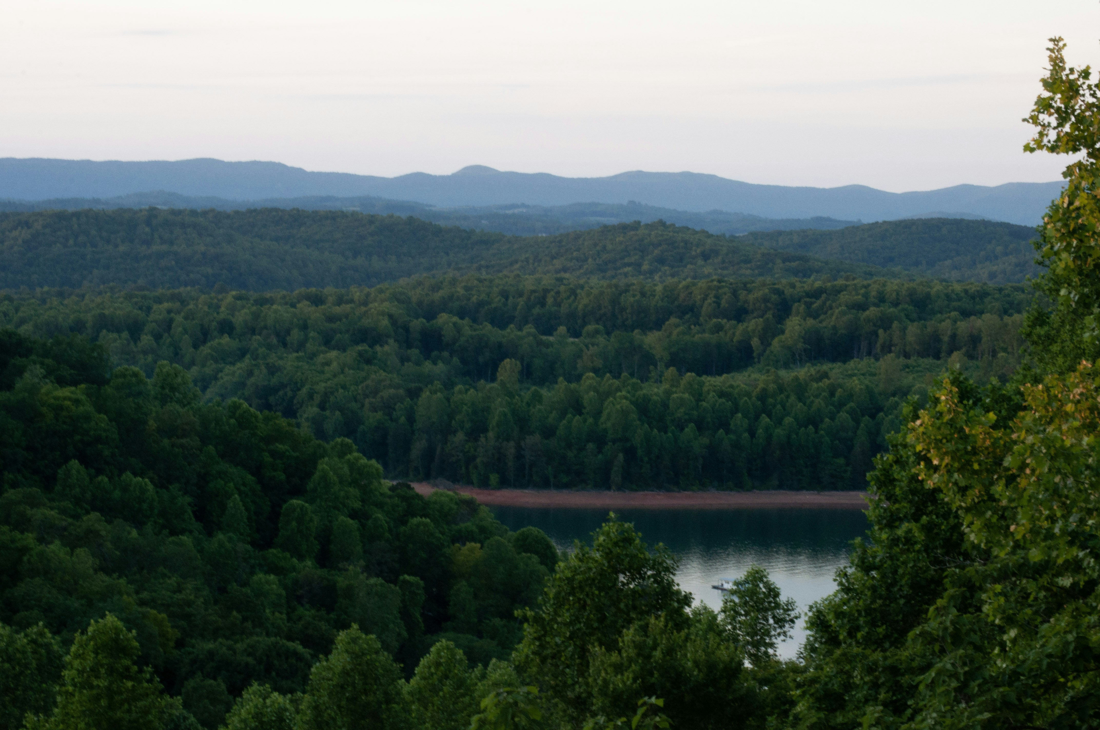 Mist over the Pine Tapestry: A Quiet Horizon