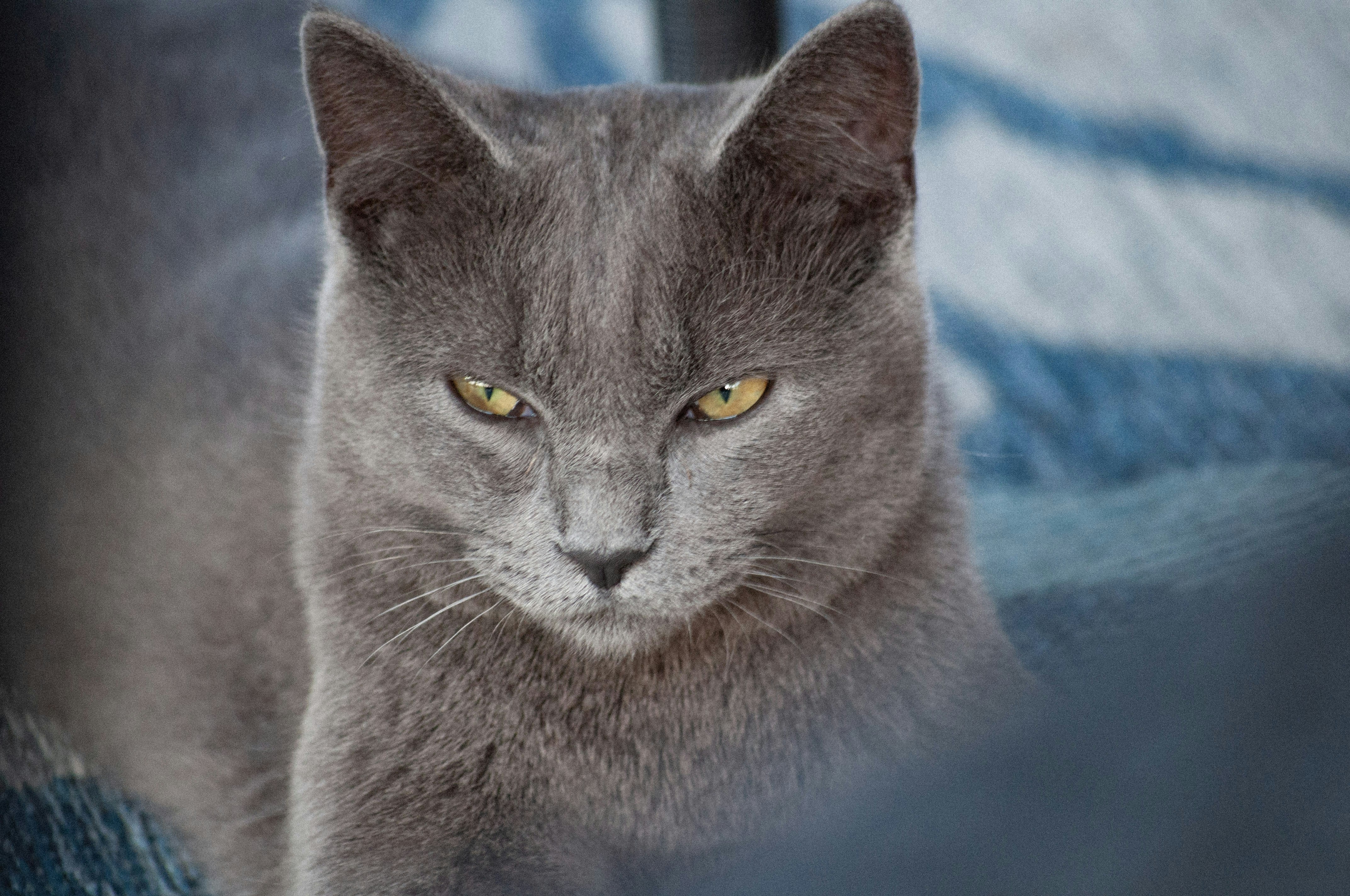 Eyes of a Gray Sentinel
