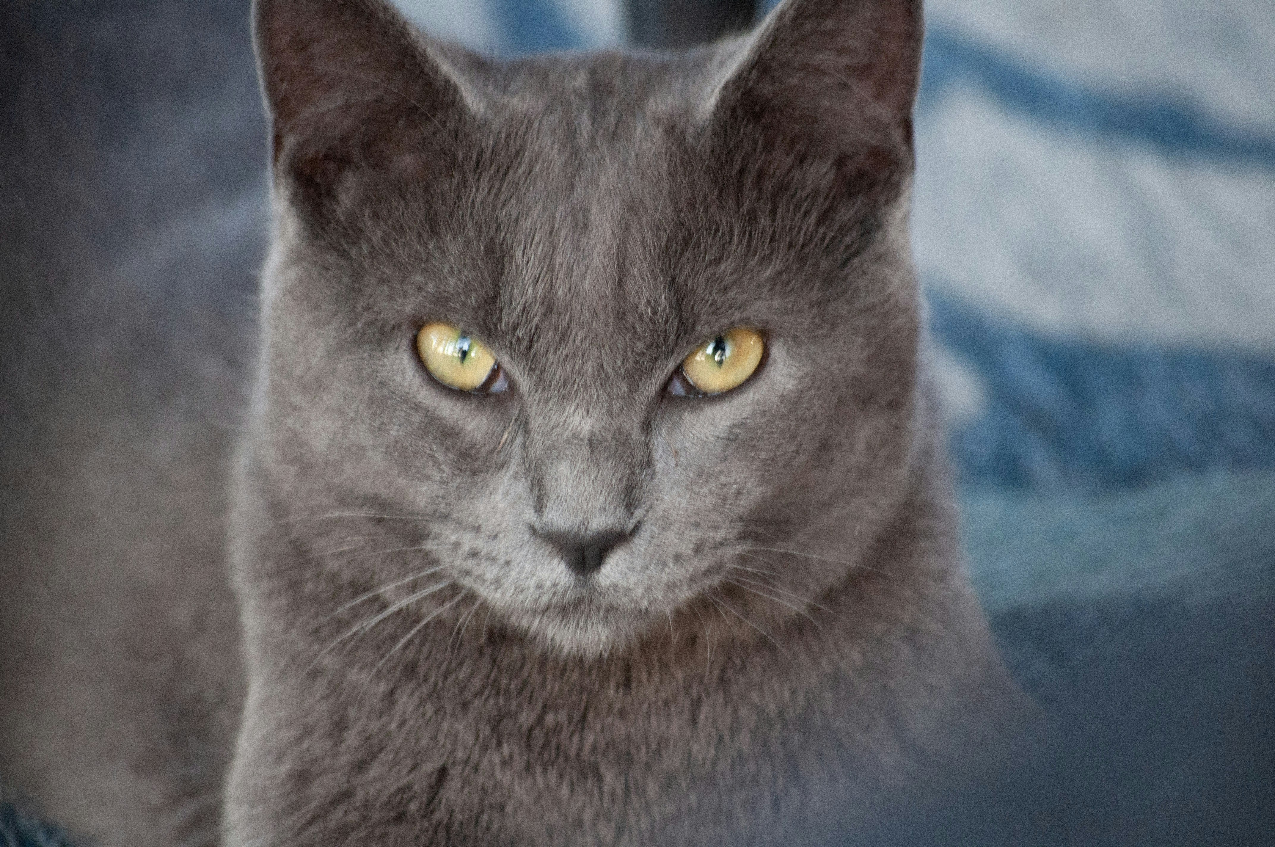 Focused Gaze: Gray Cat’s Golden Eyes