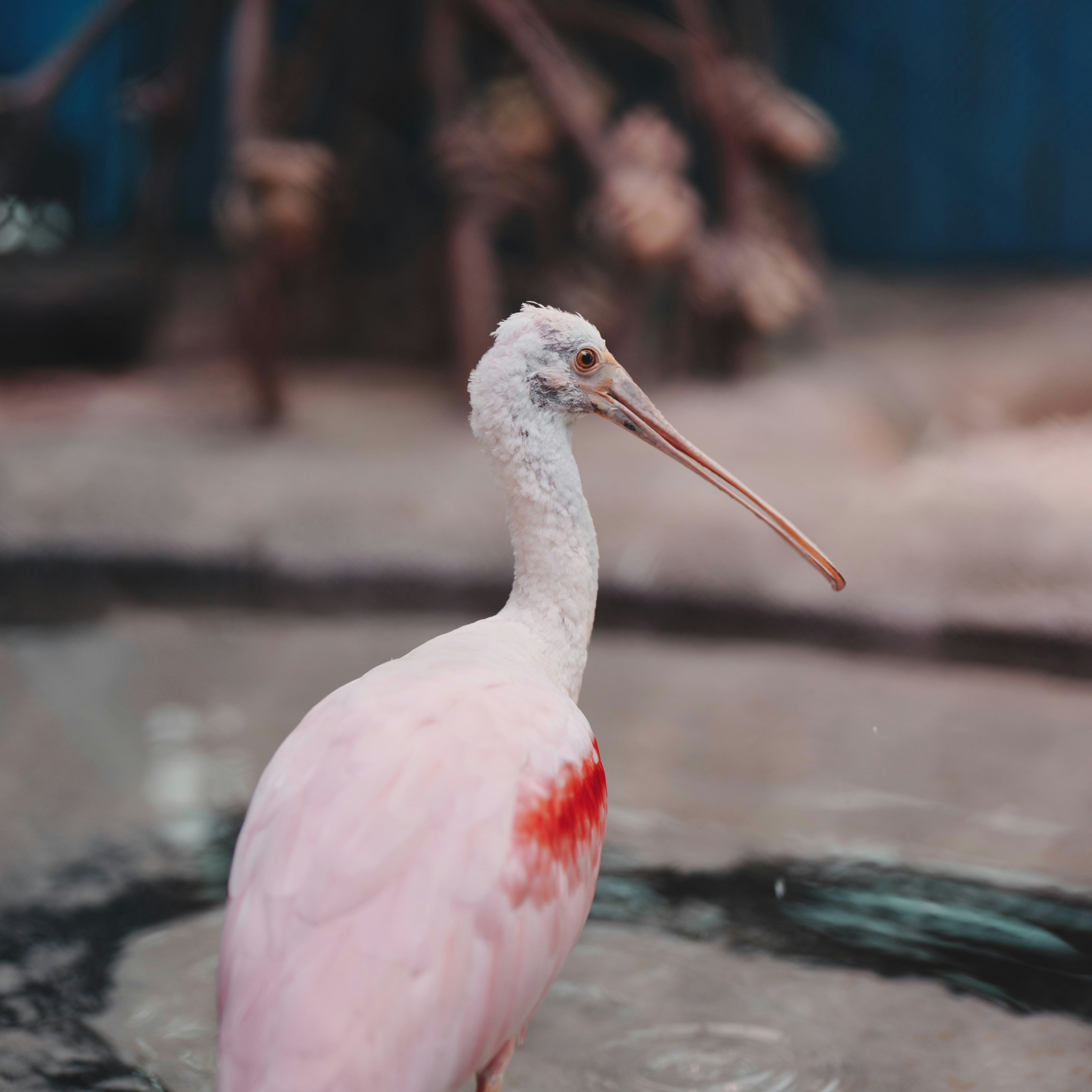 Elegant Pink Heron: A Quiet Portrait by the Pond