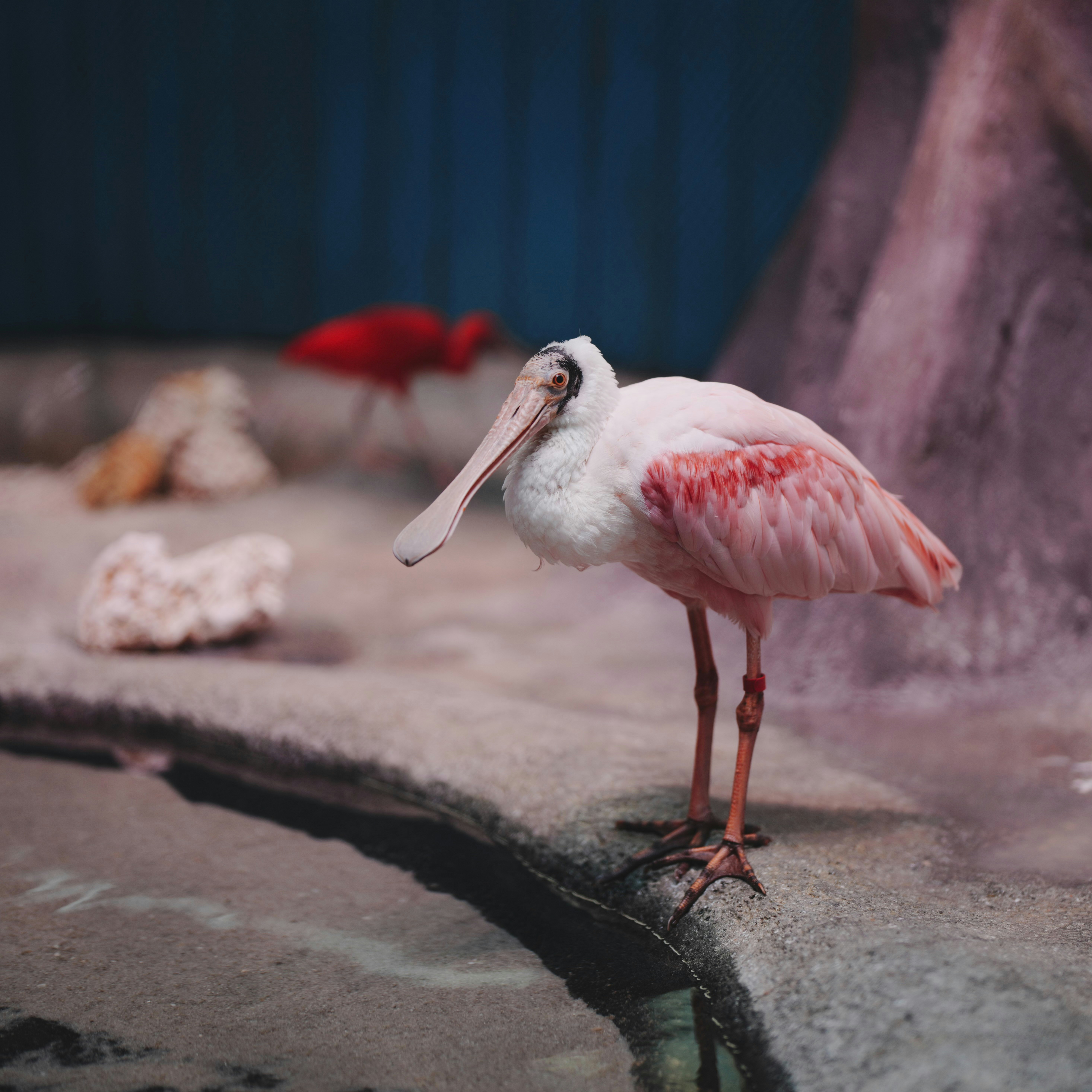 Grace on the Pond Edge: A Pink-Hued Spoonbill by the Water