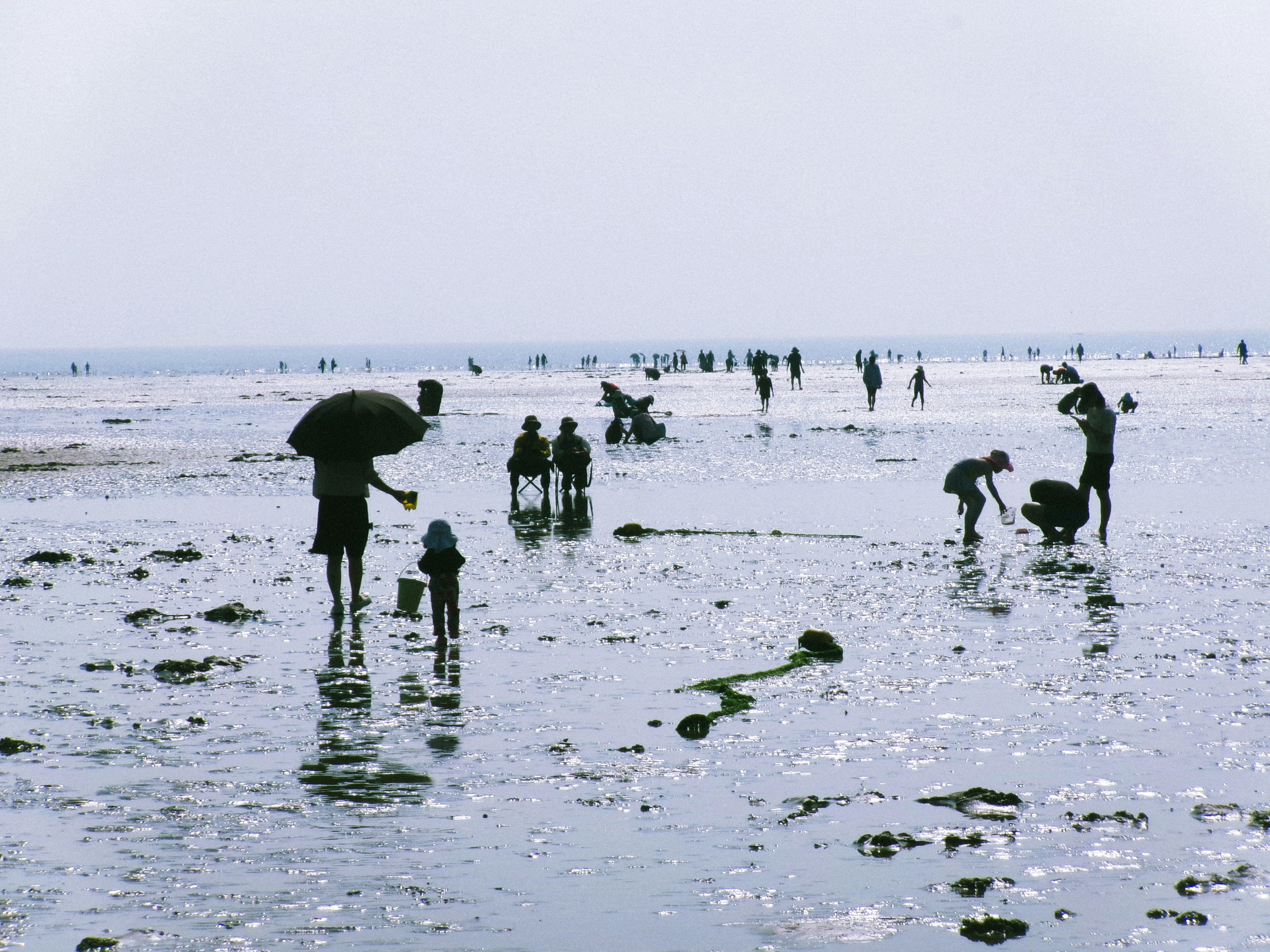 Shoreline Silhouettes: People Explore the Tidal Mirror