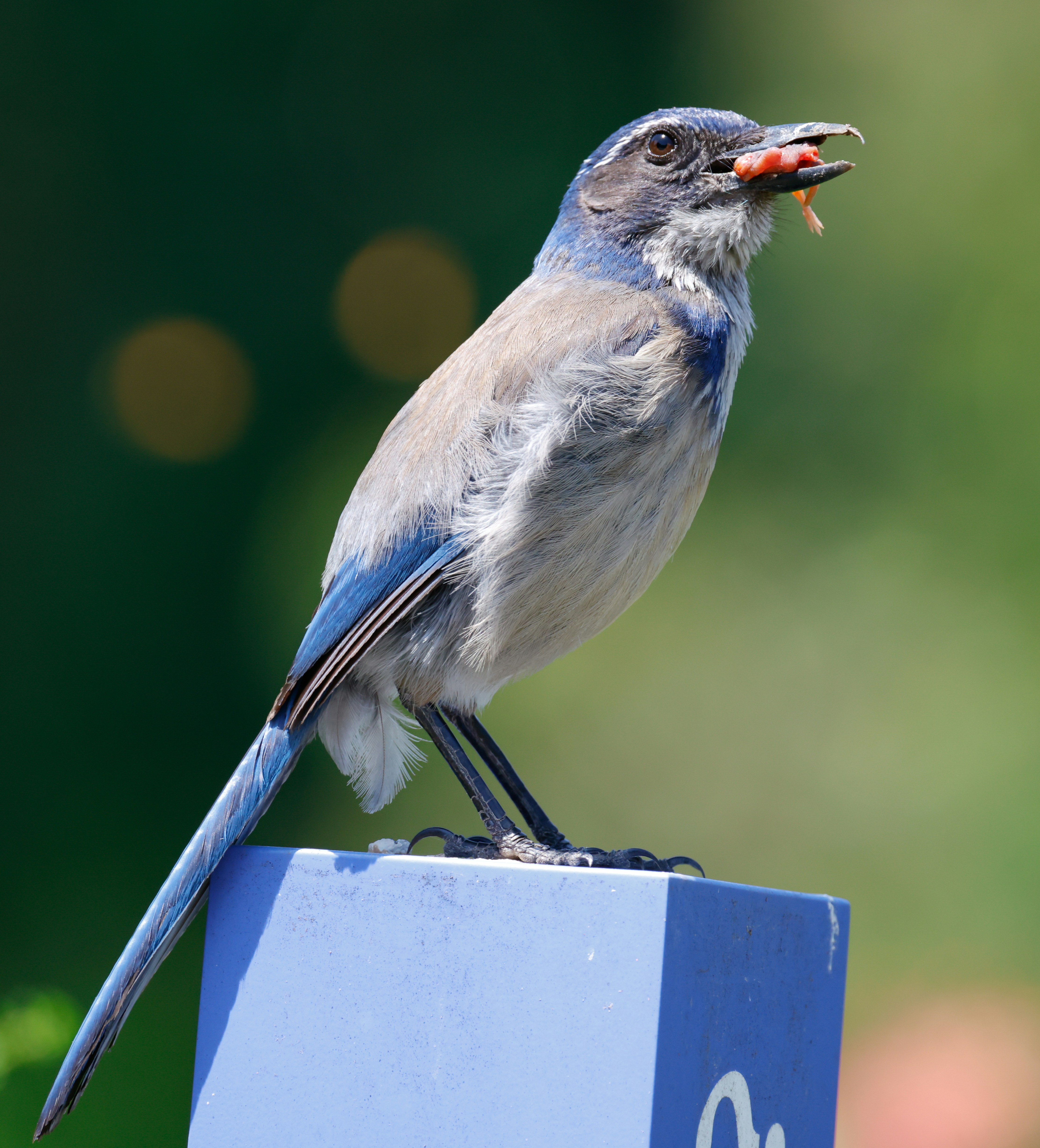 California Scrub Jay