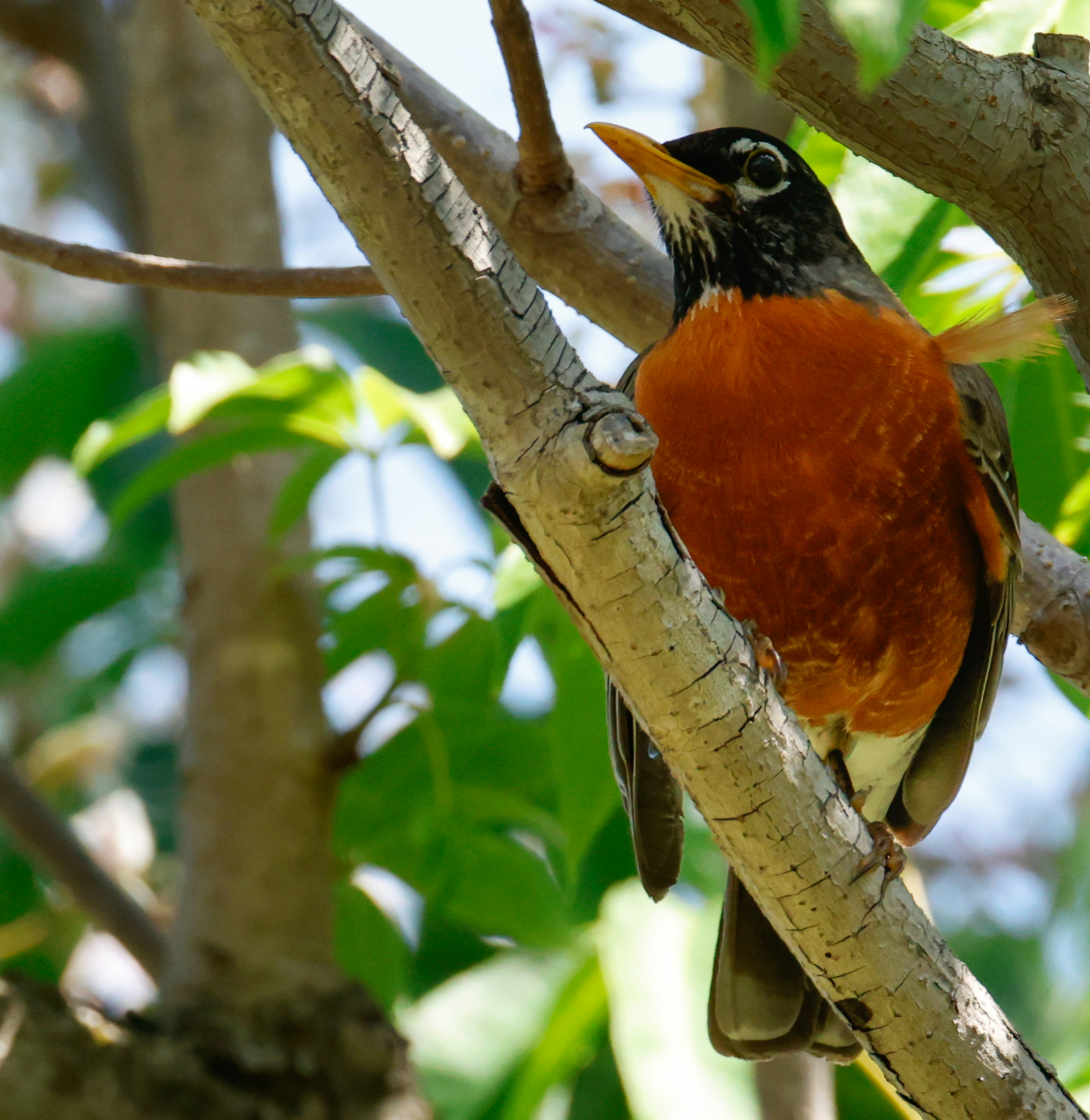 American Robin