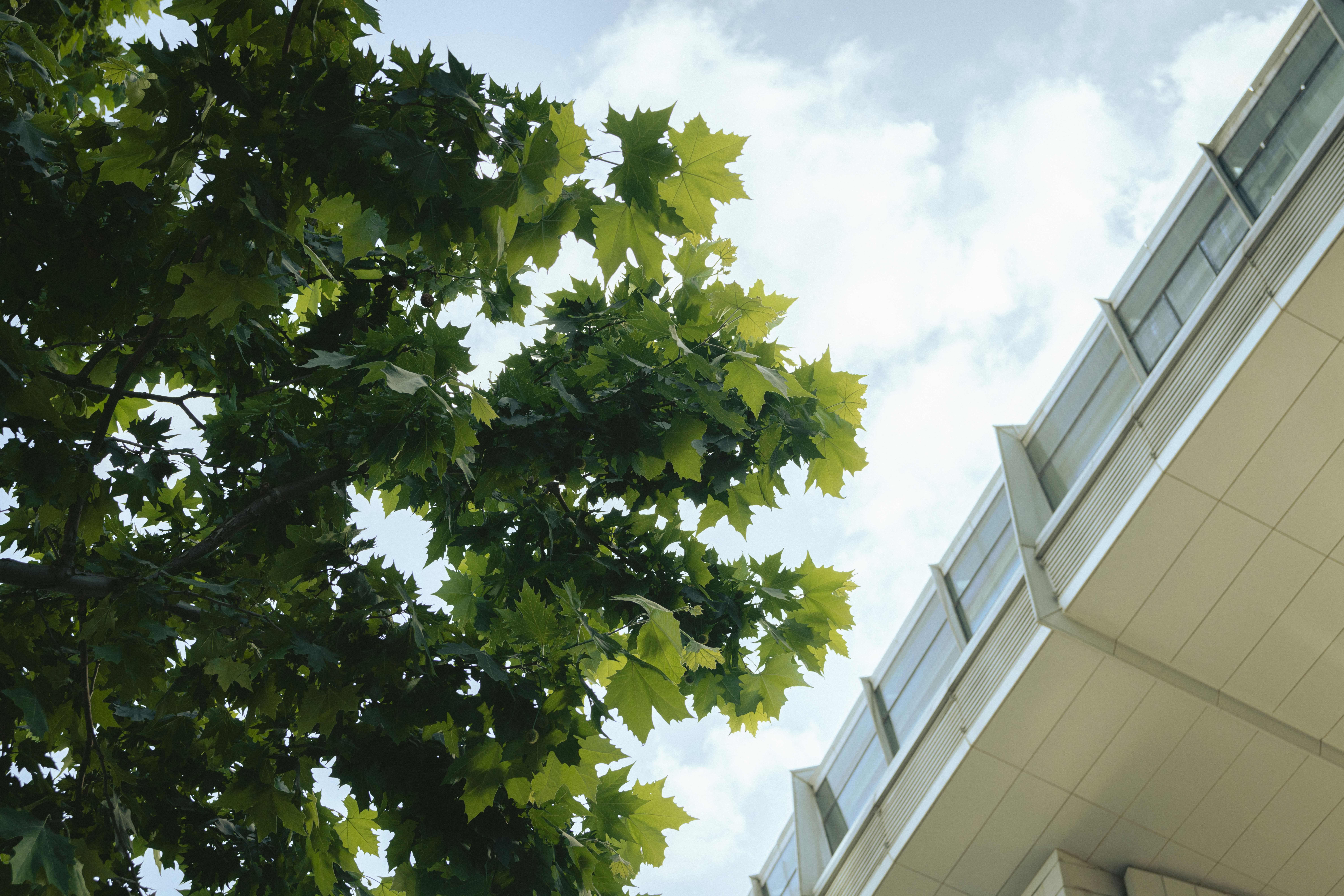 Green tree leaves against a modern building and cloudy sky.