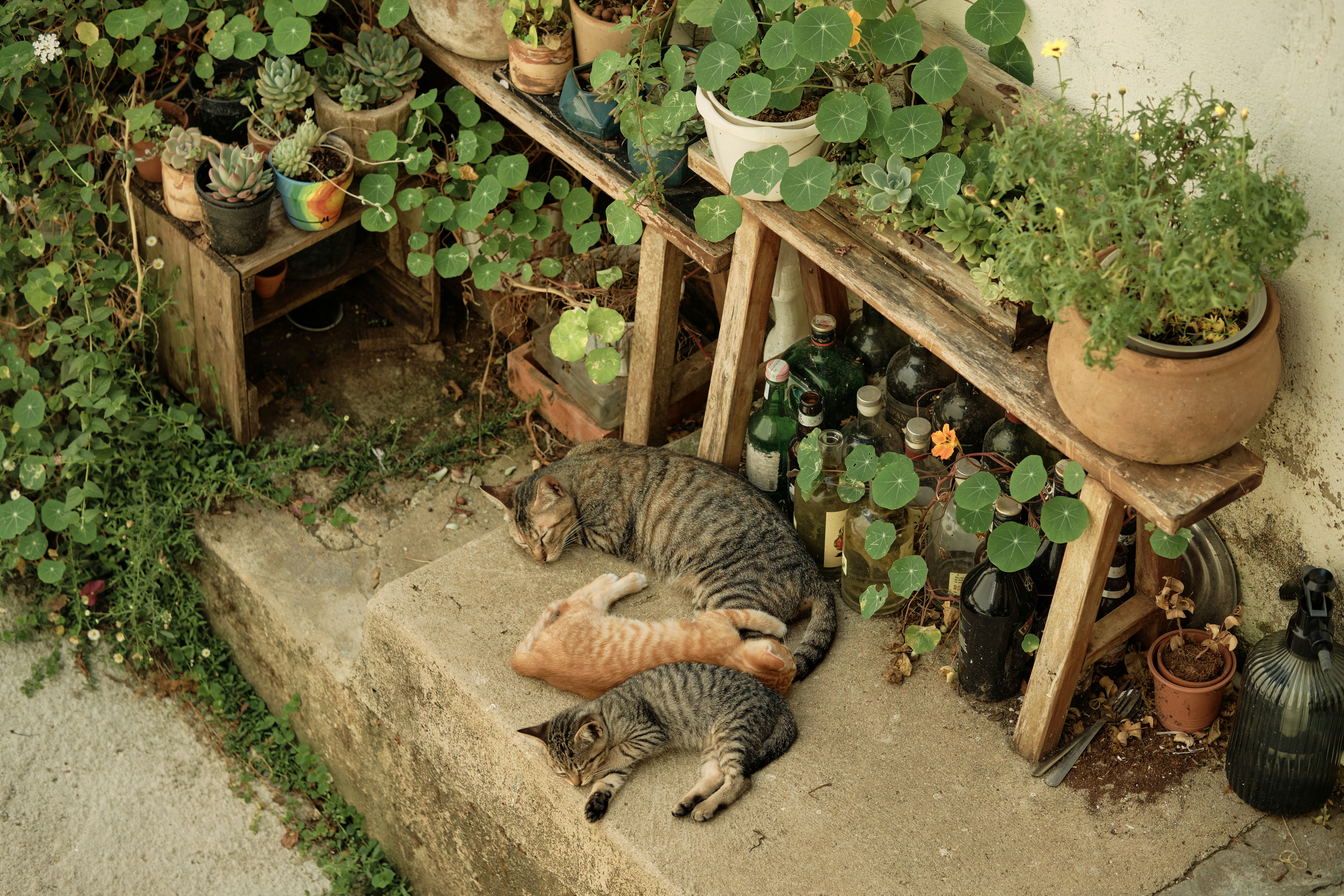 Petal-shadow Slumber: Two Cats in a Cozy Plant Nook