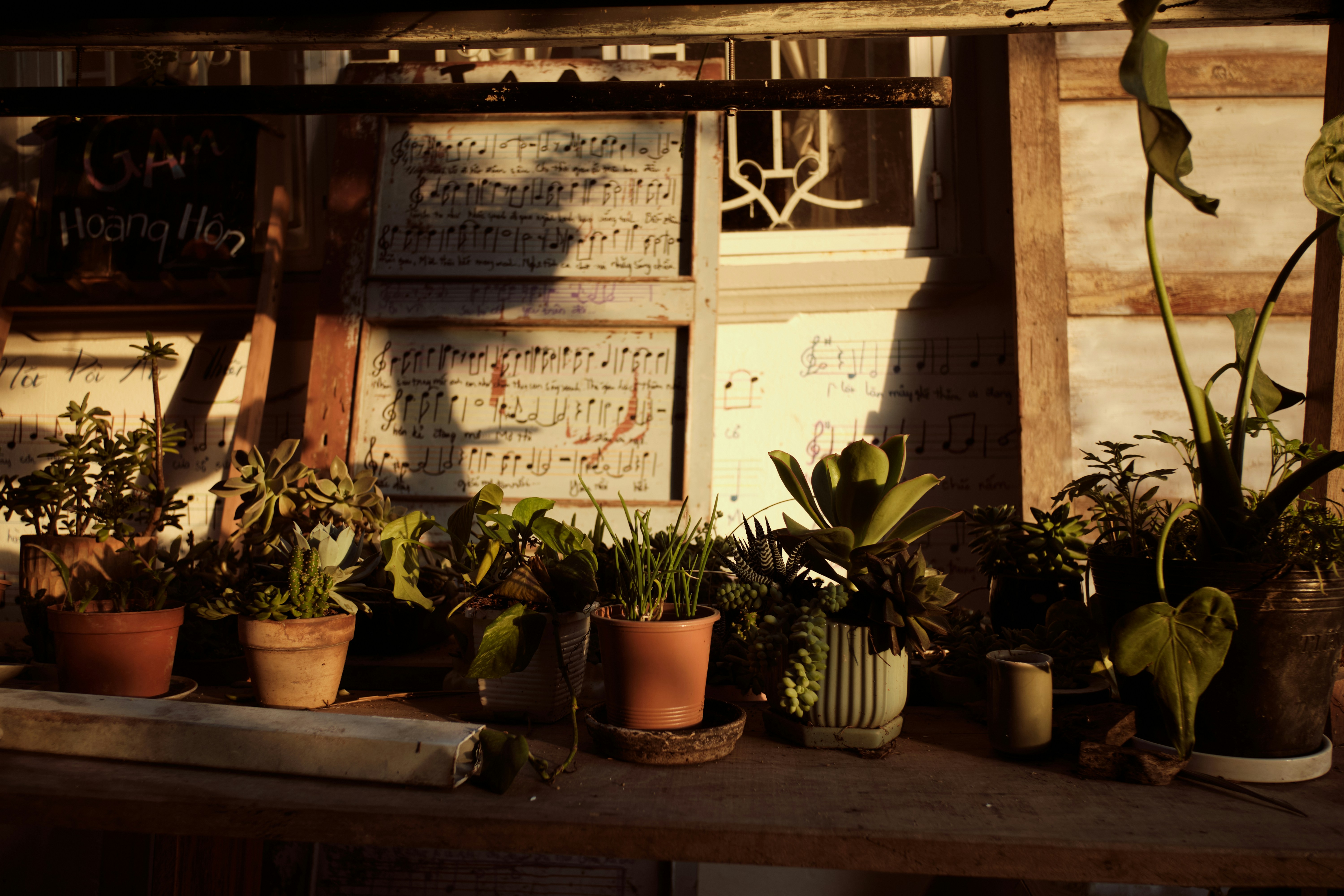 Sunlit Urban Window Garden on a Wooden Shelf
