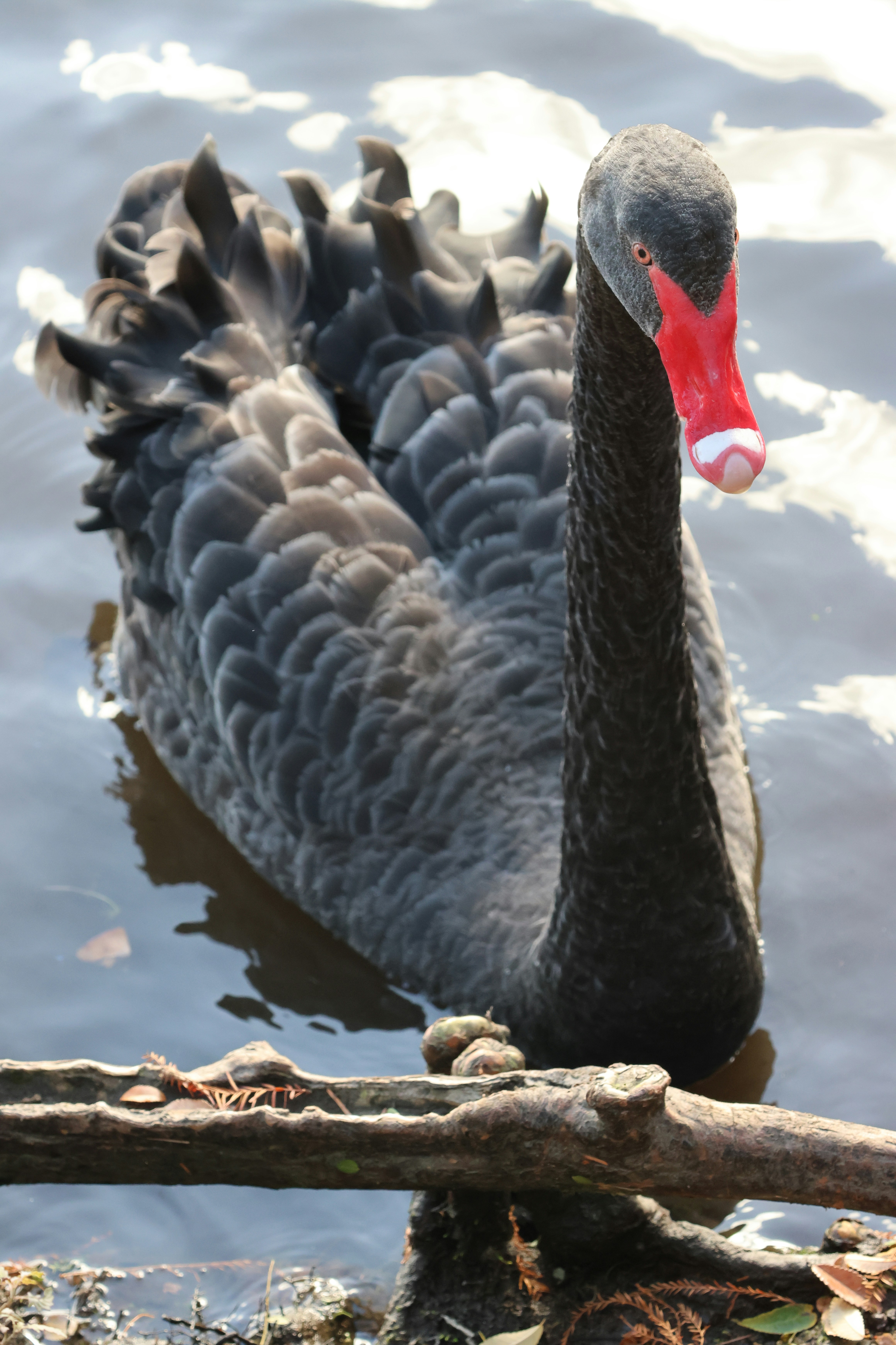 Red-Beaked Grace: A Black Swan Patrols a Sunlit Creek