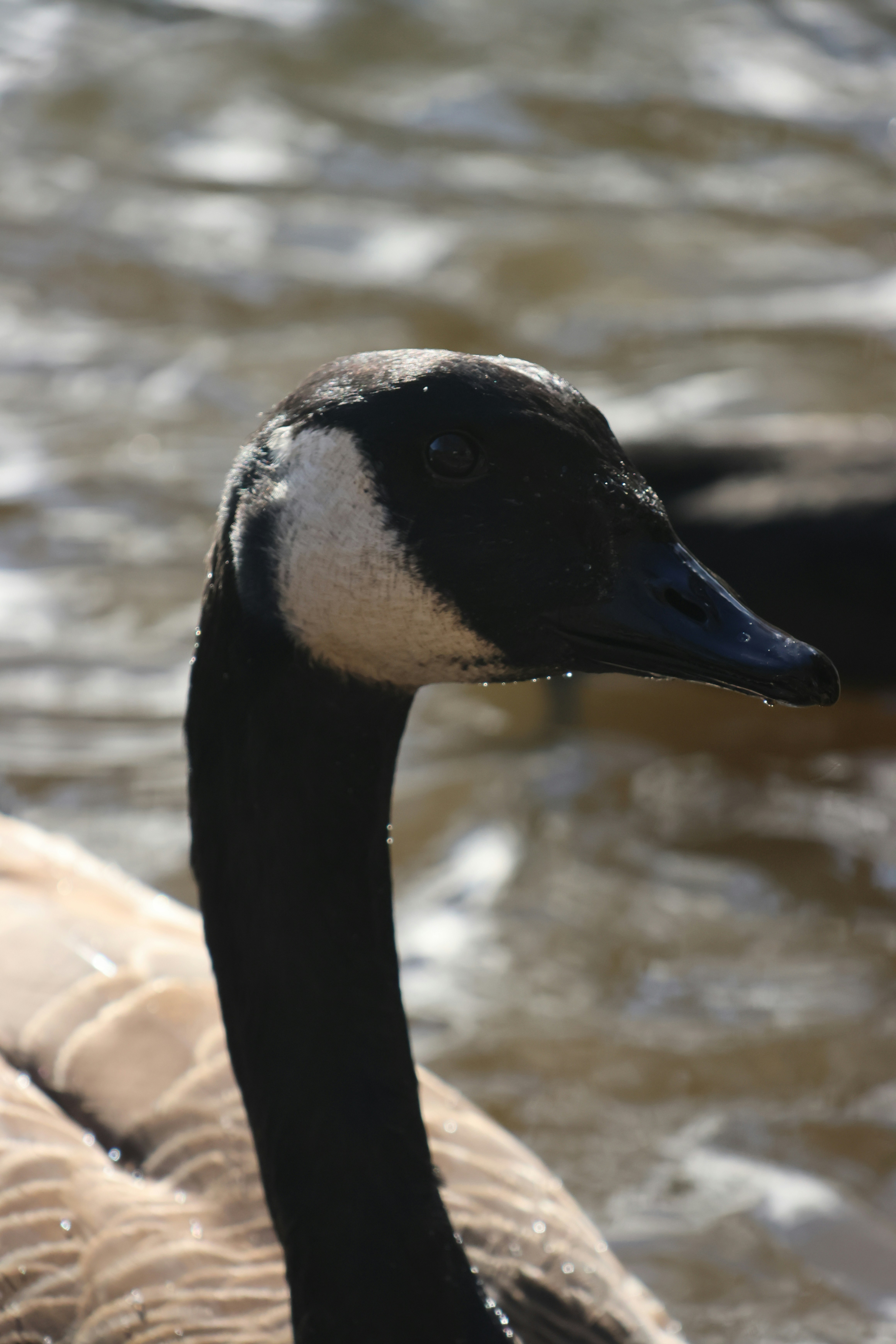 Head-and-Shoulder of a Black-Headed Swan Goose in Rippling Light