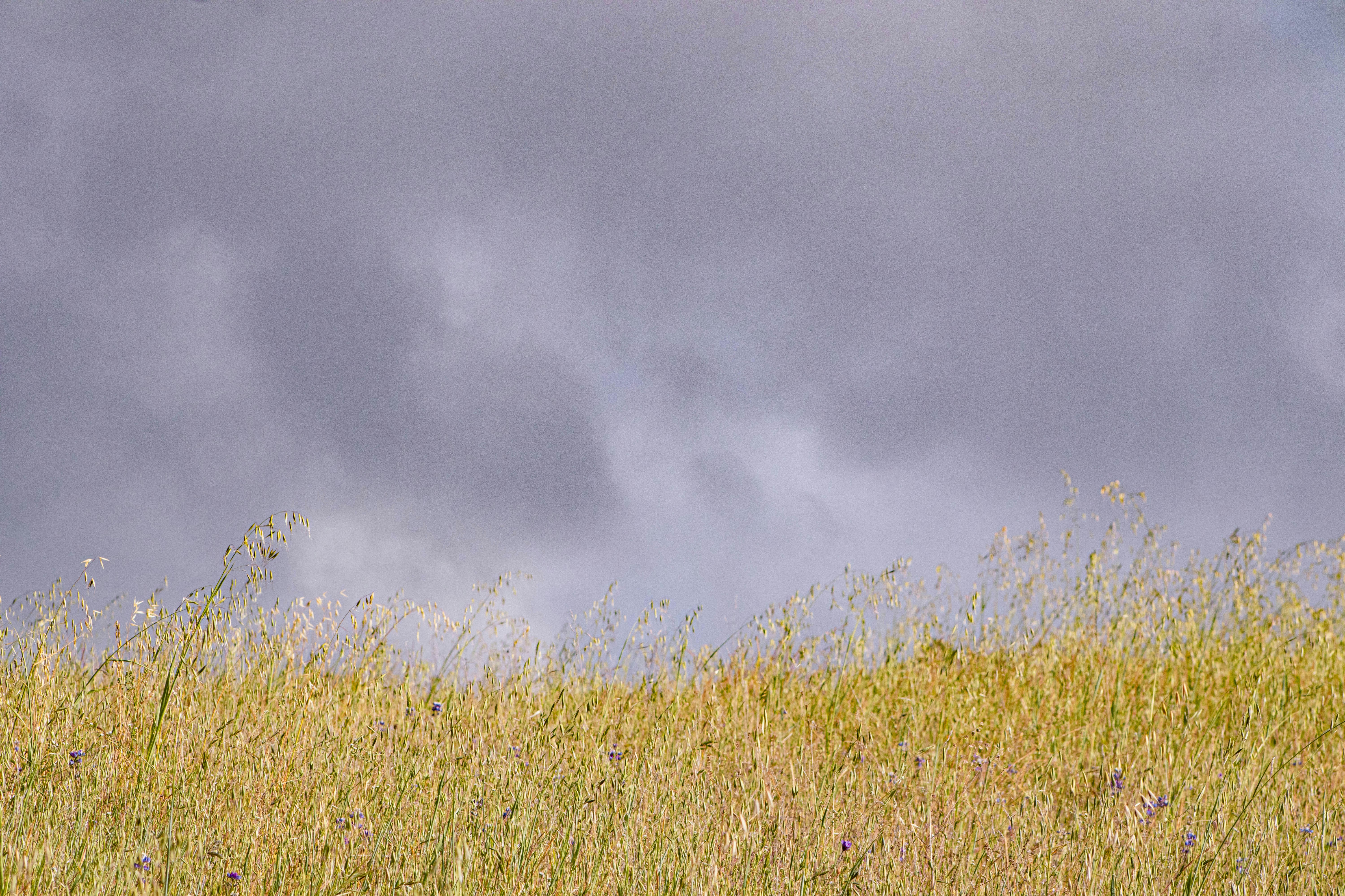 Lightning Sky Above a Golden Field