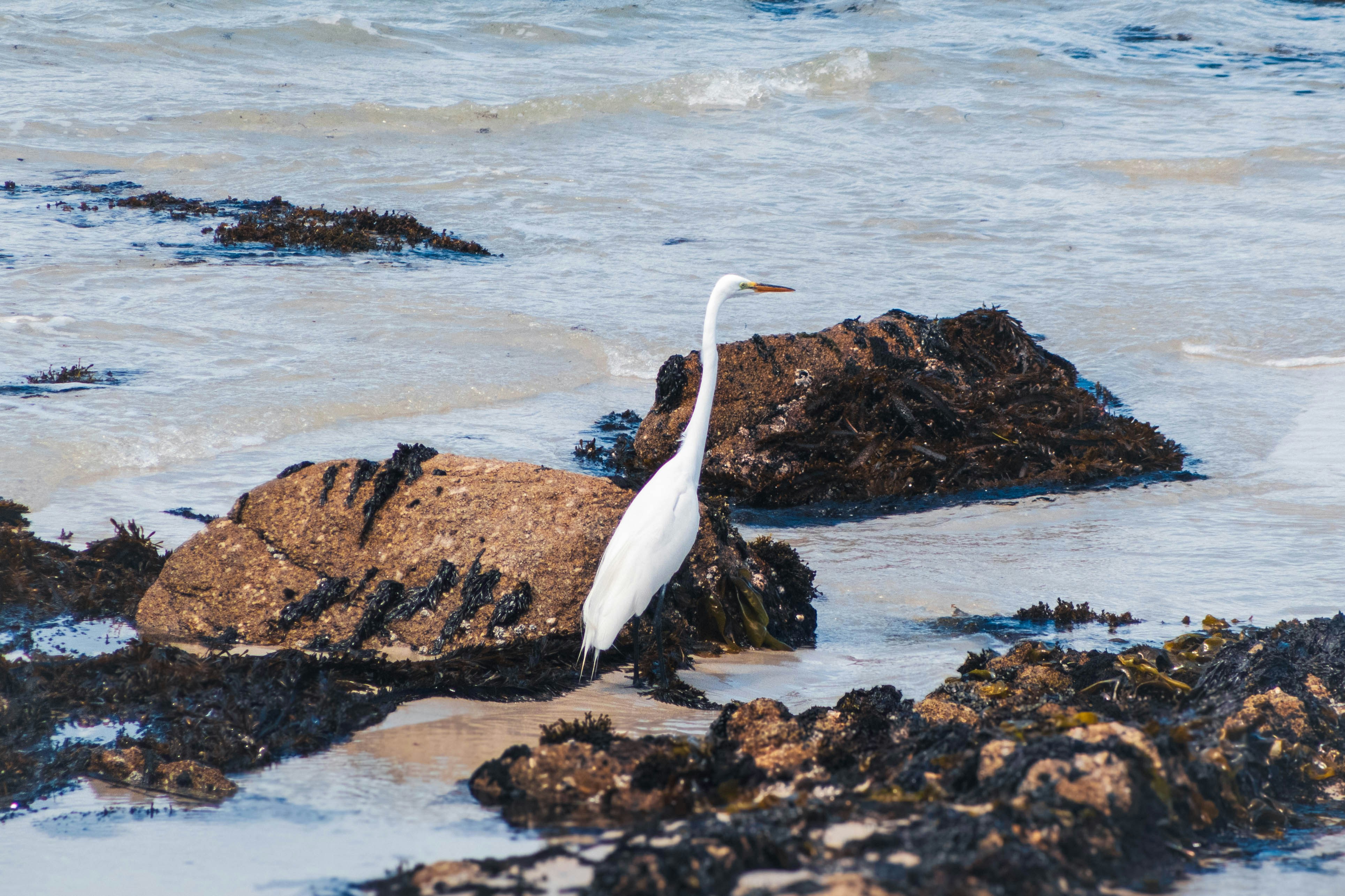 Heron in Tidepools: A quiet moment among the rocks