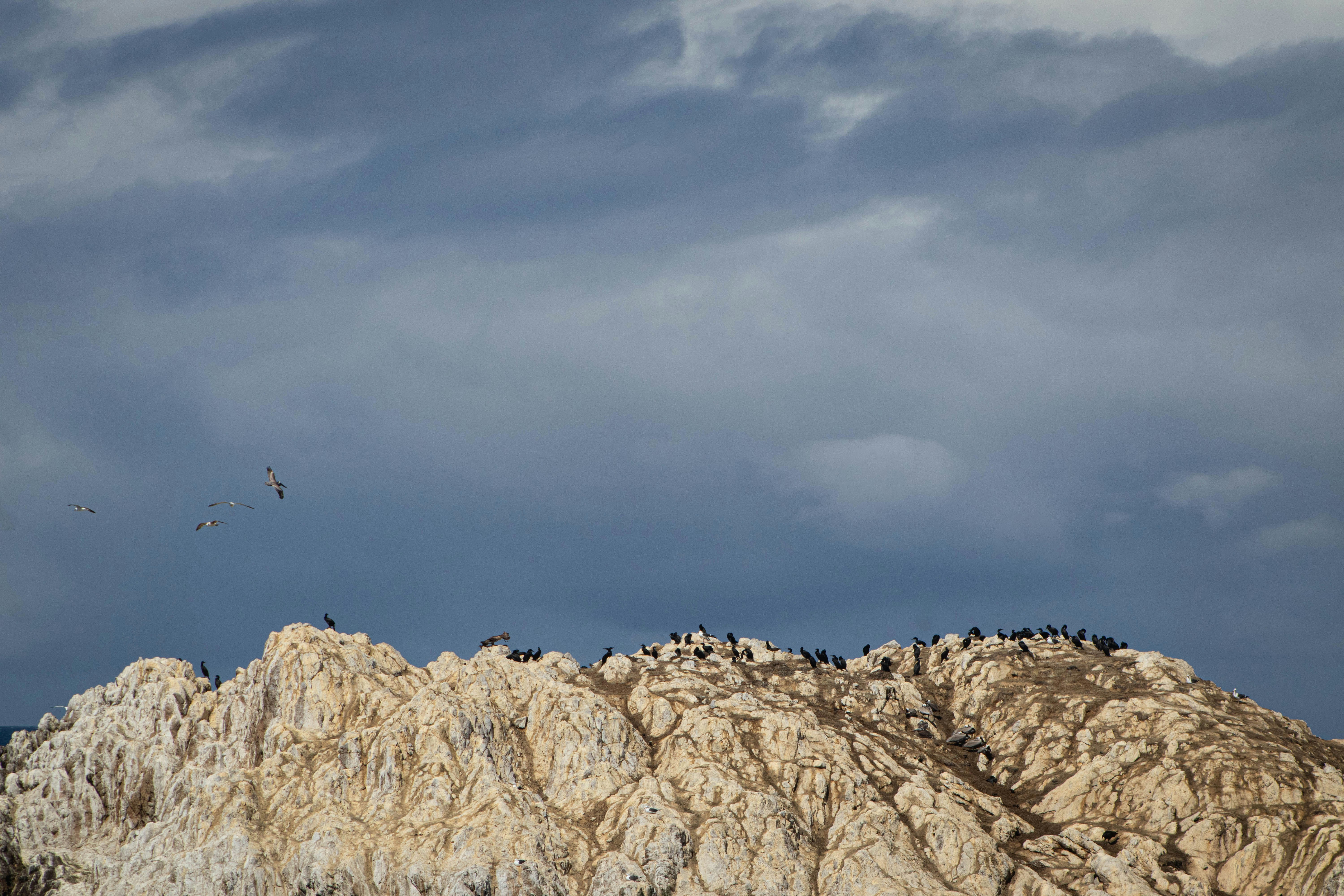 Rugged Summit: Birds perching atop sunlit cliffs under a slate sky