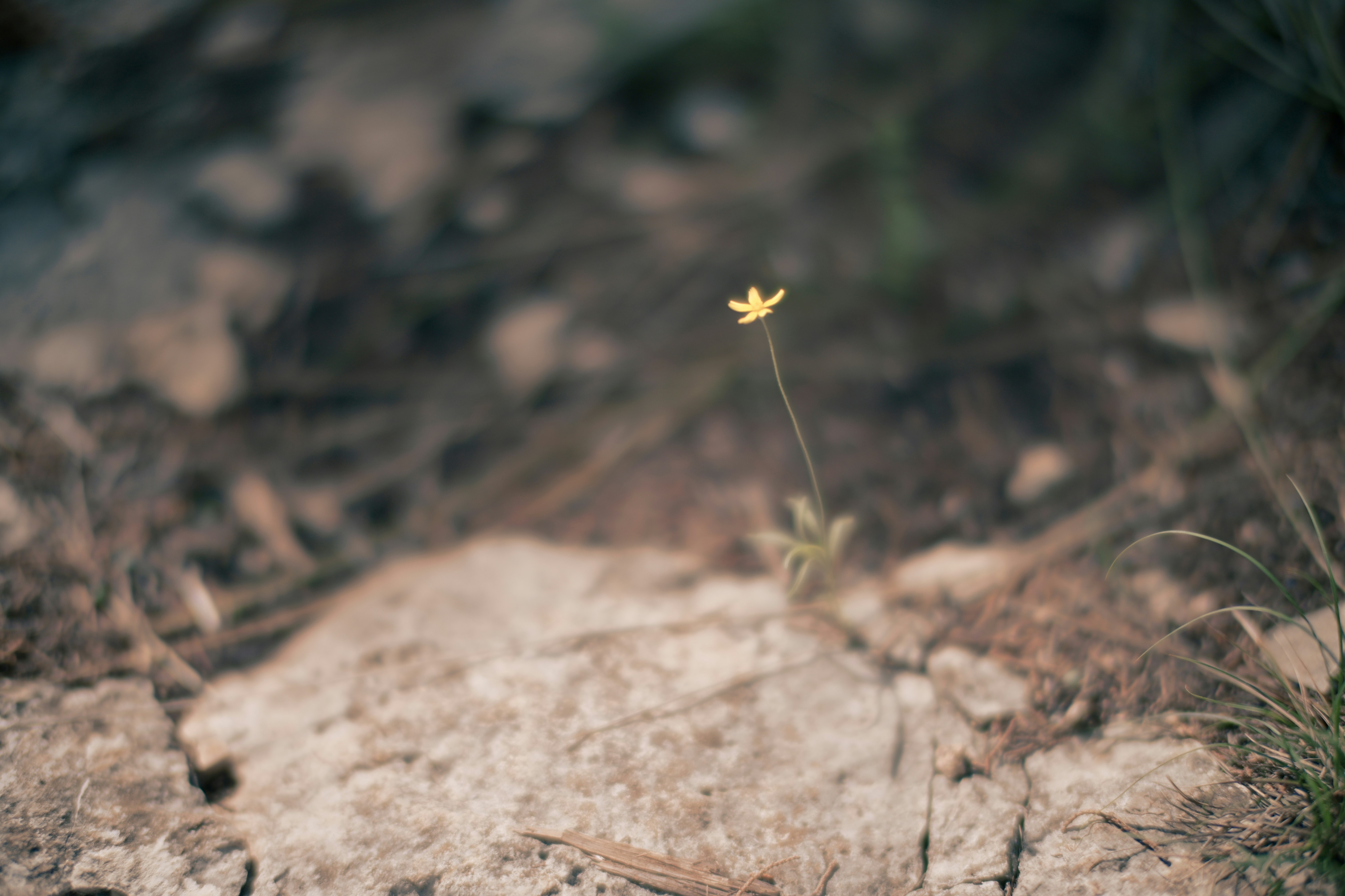 A solitary yellow bloom defies the cracks