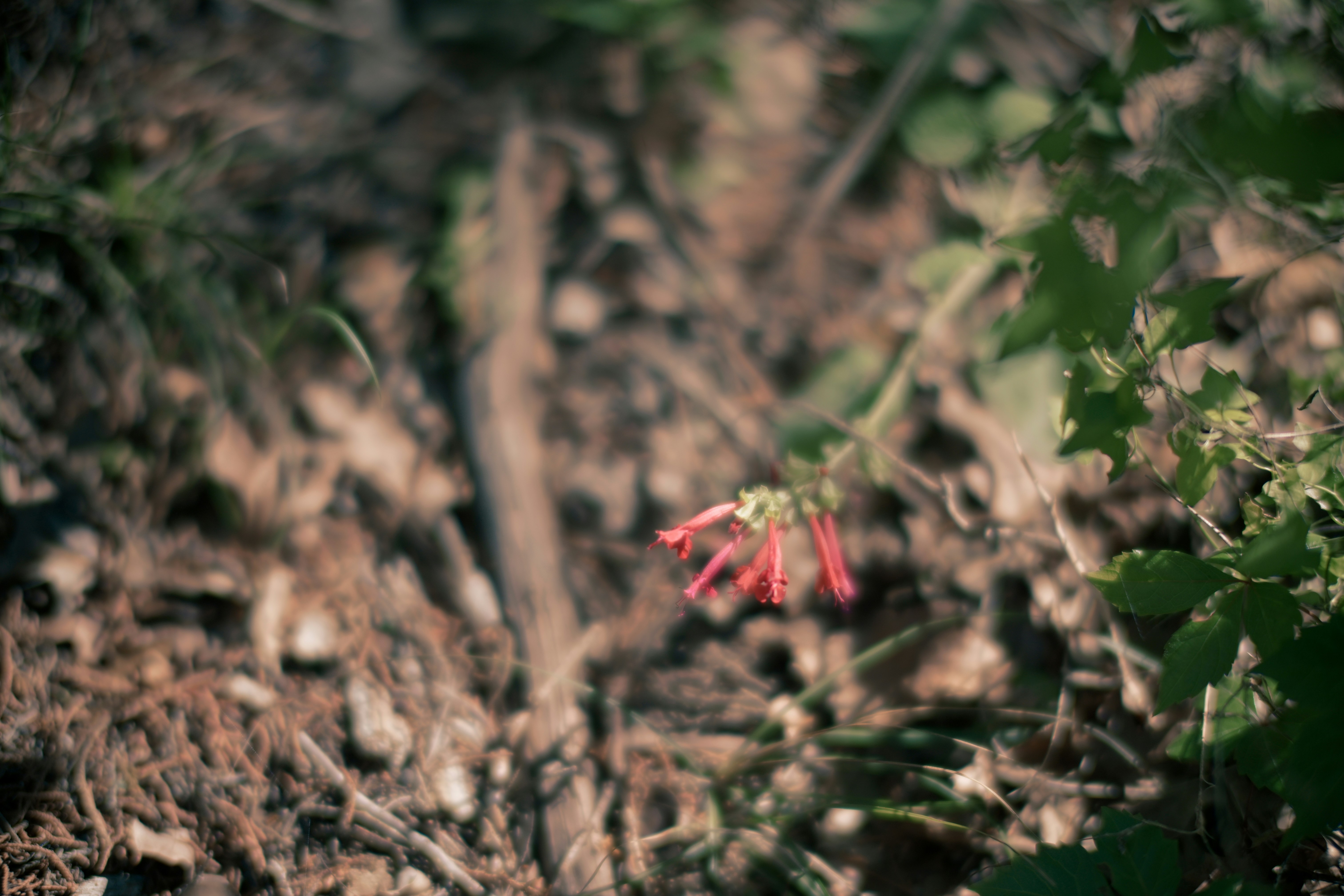 Hidden Red Bell: A Fragile Bloom Among Woodland Debris