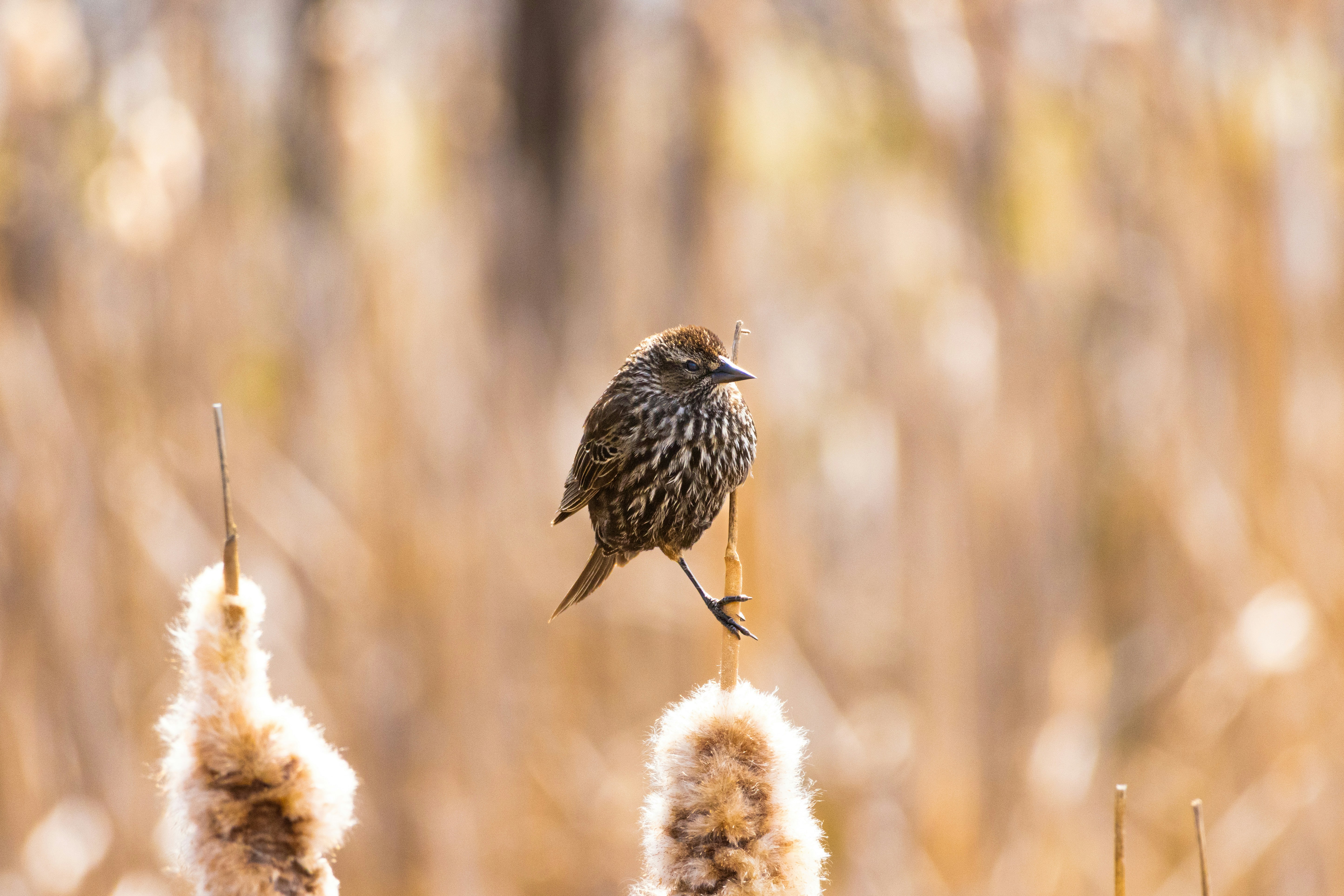 Stub-tailed Singer on a Soft Playground of Catkins