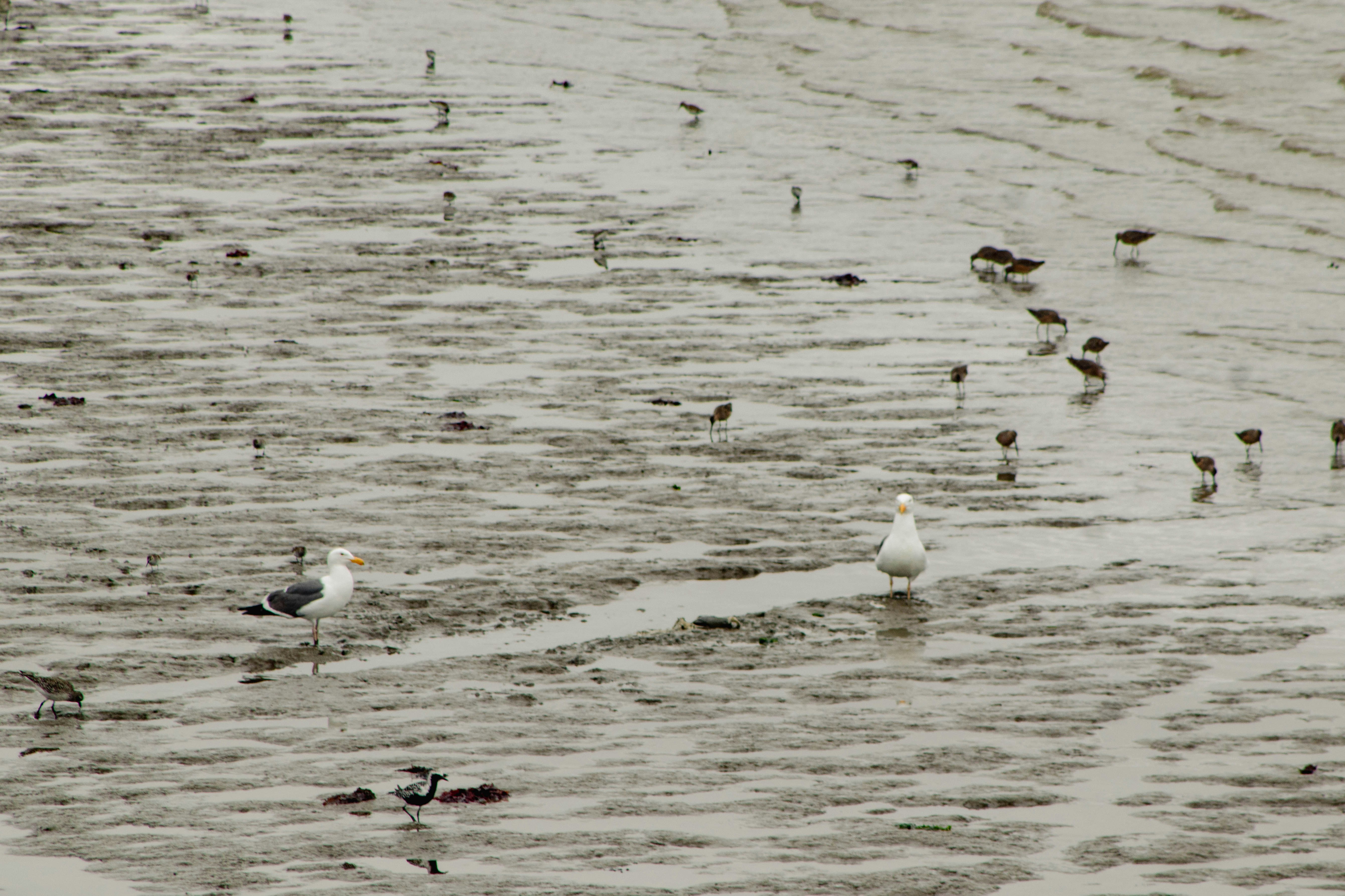 Mudflat Wait: A Pair of Seabirds Amid a Sprawling Tidal Plain